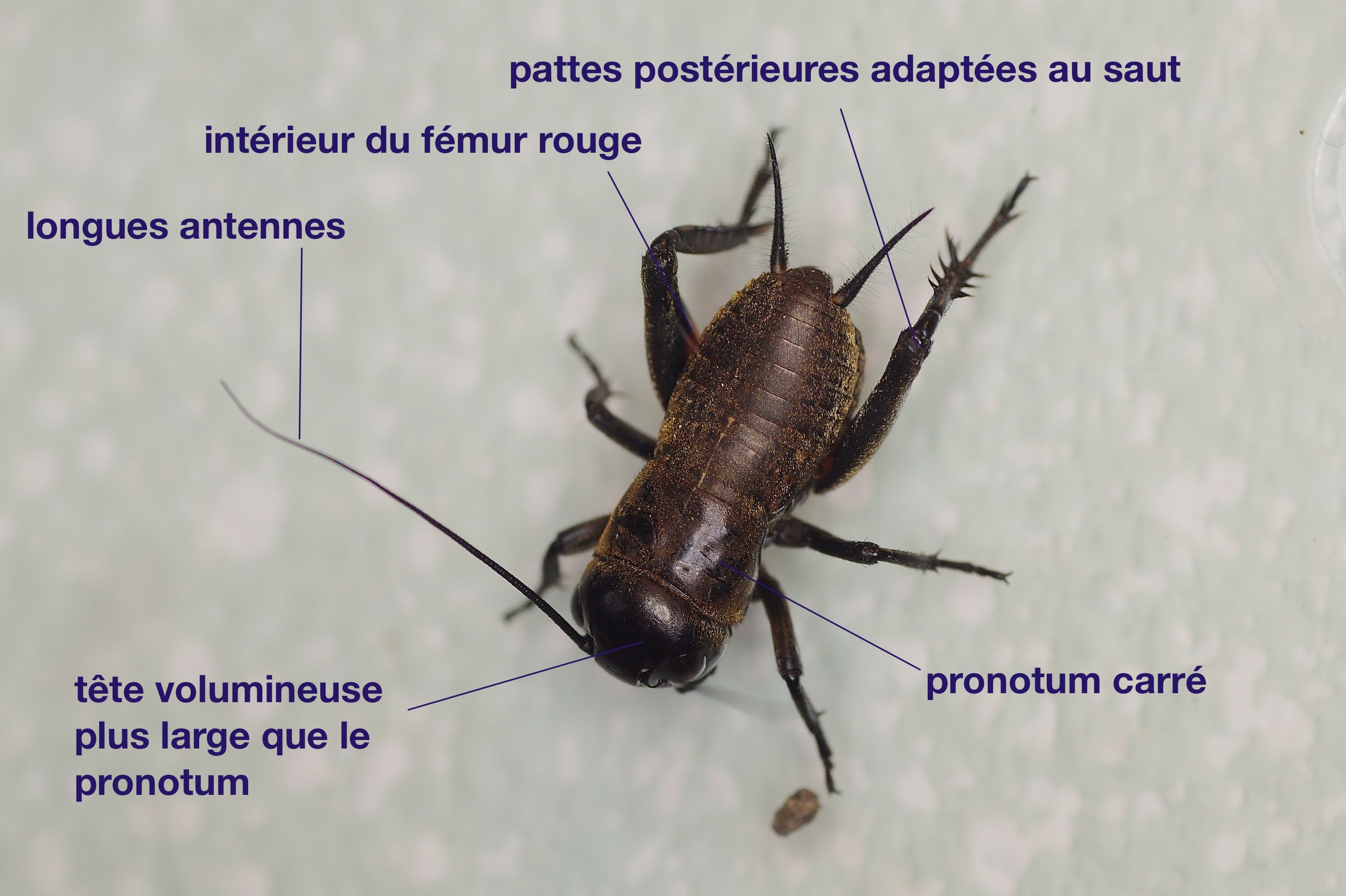 Le grillon champêtre