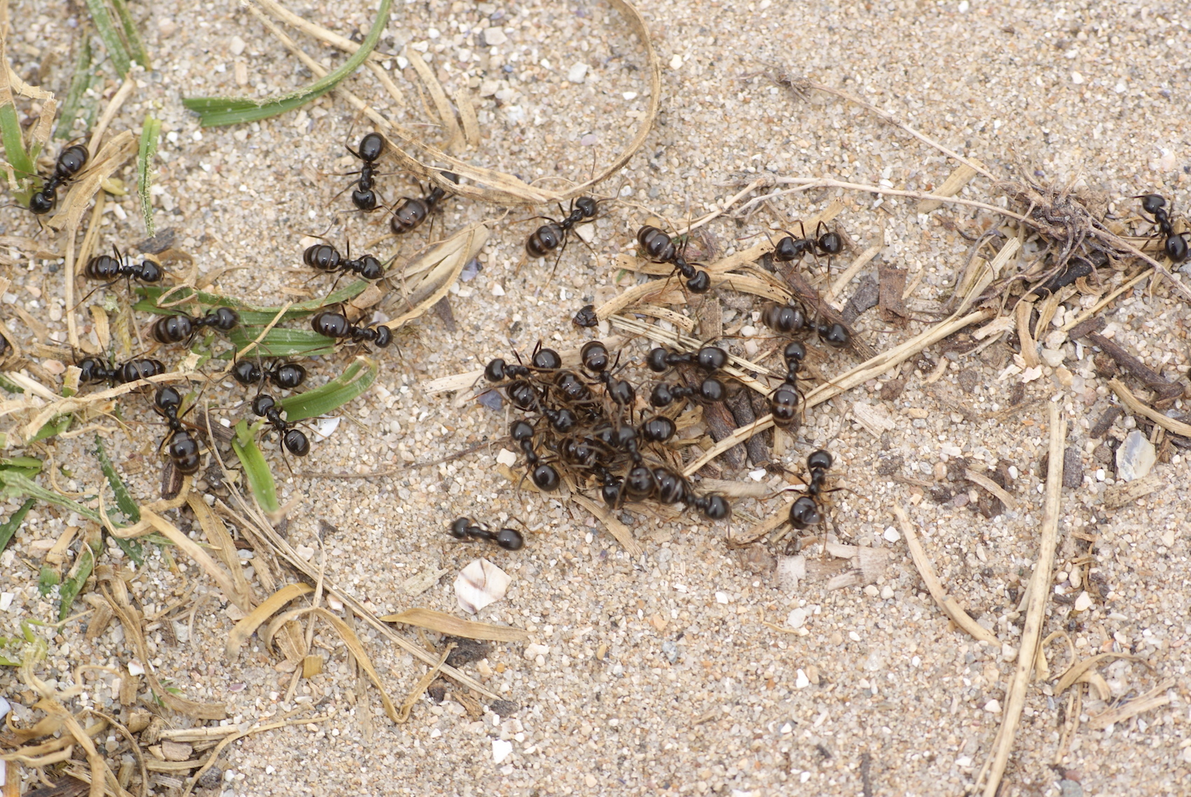 La fourmi noire des bois - Quel est cet animal