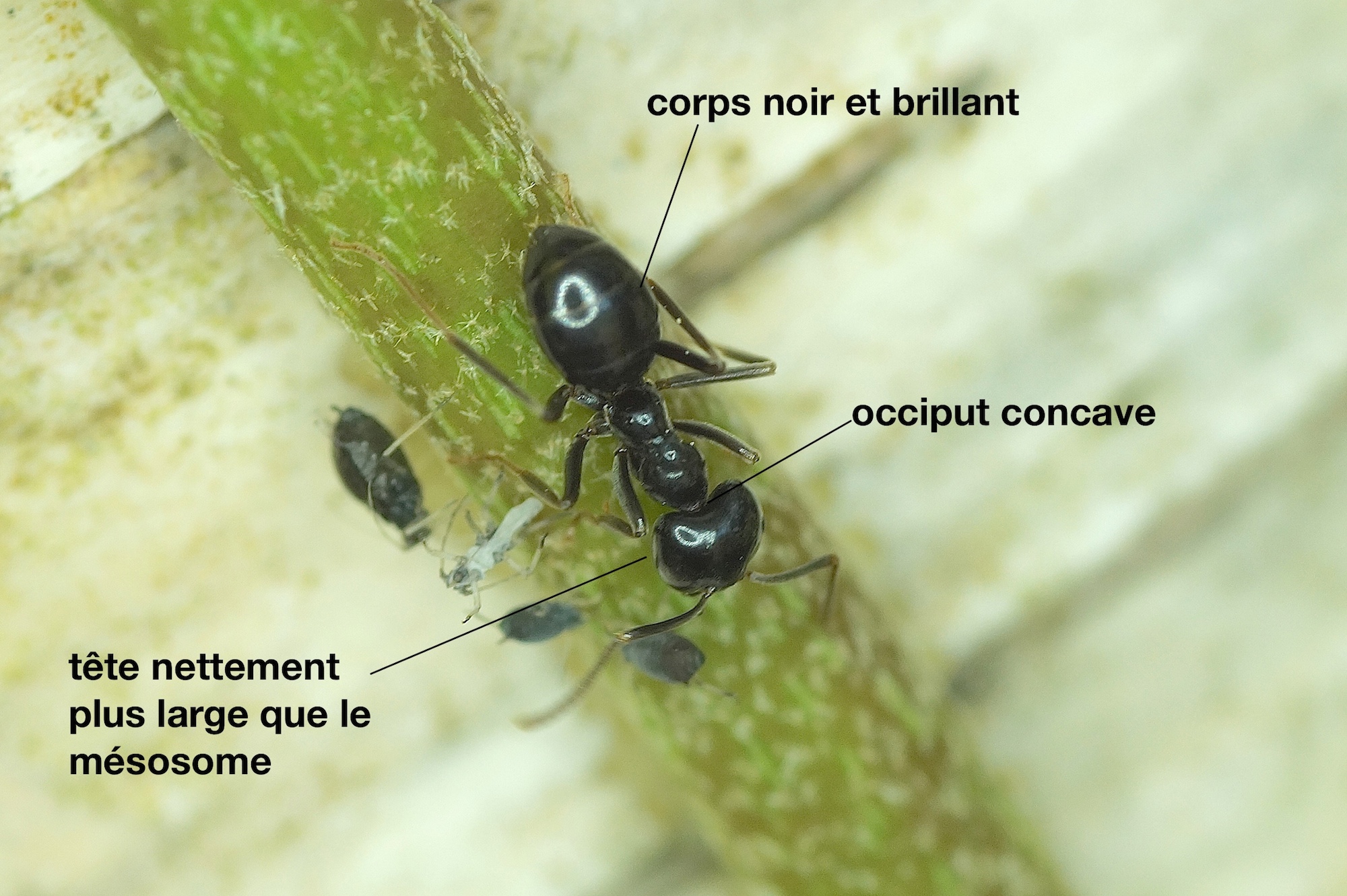 La fourmi noire des bois - Quel est cet animal