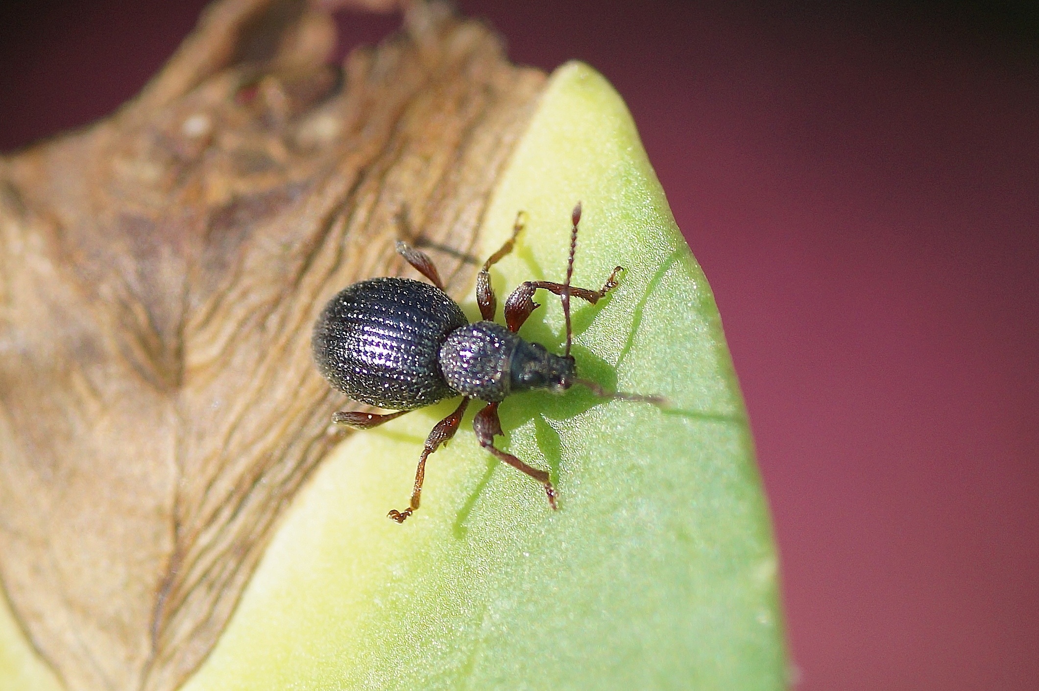 Le charançon du fraisier - Quel est cet animal