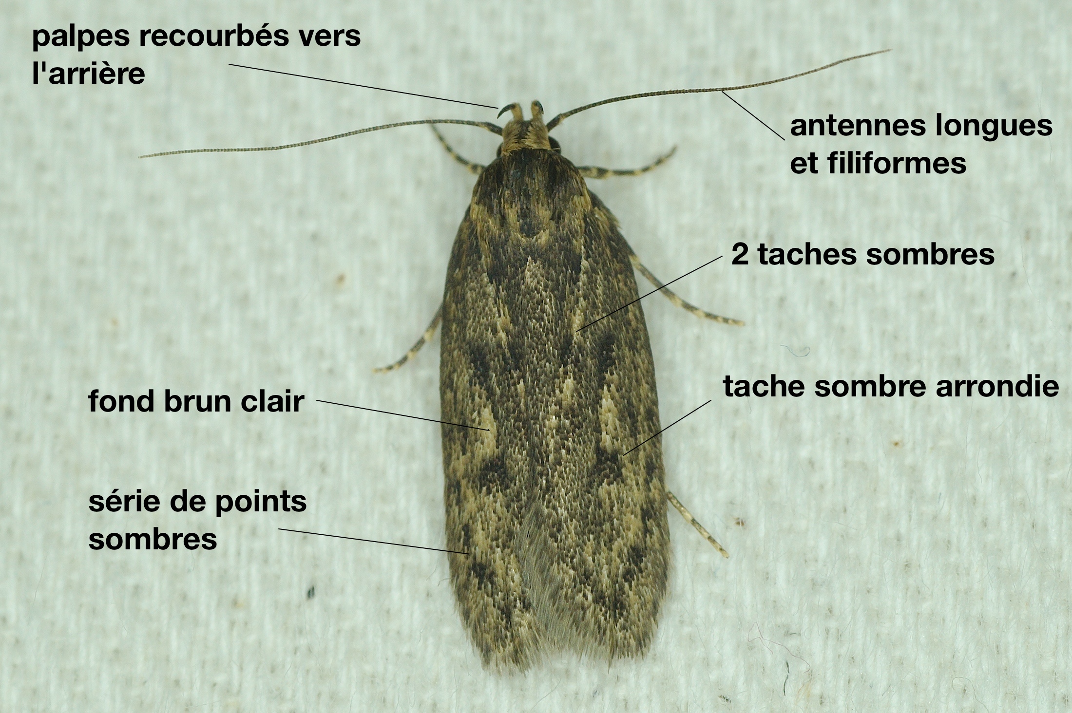 La teigne des semences - Quel est cet animal