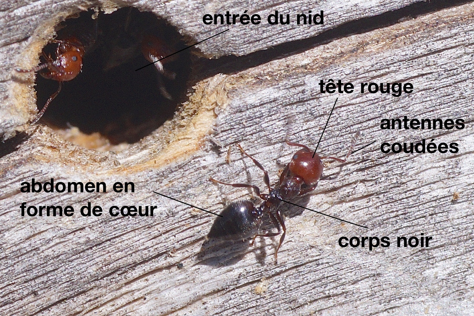 La fourmi écussonnée - Quel est cet animal