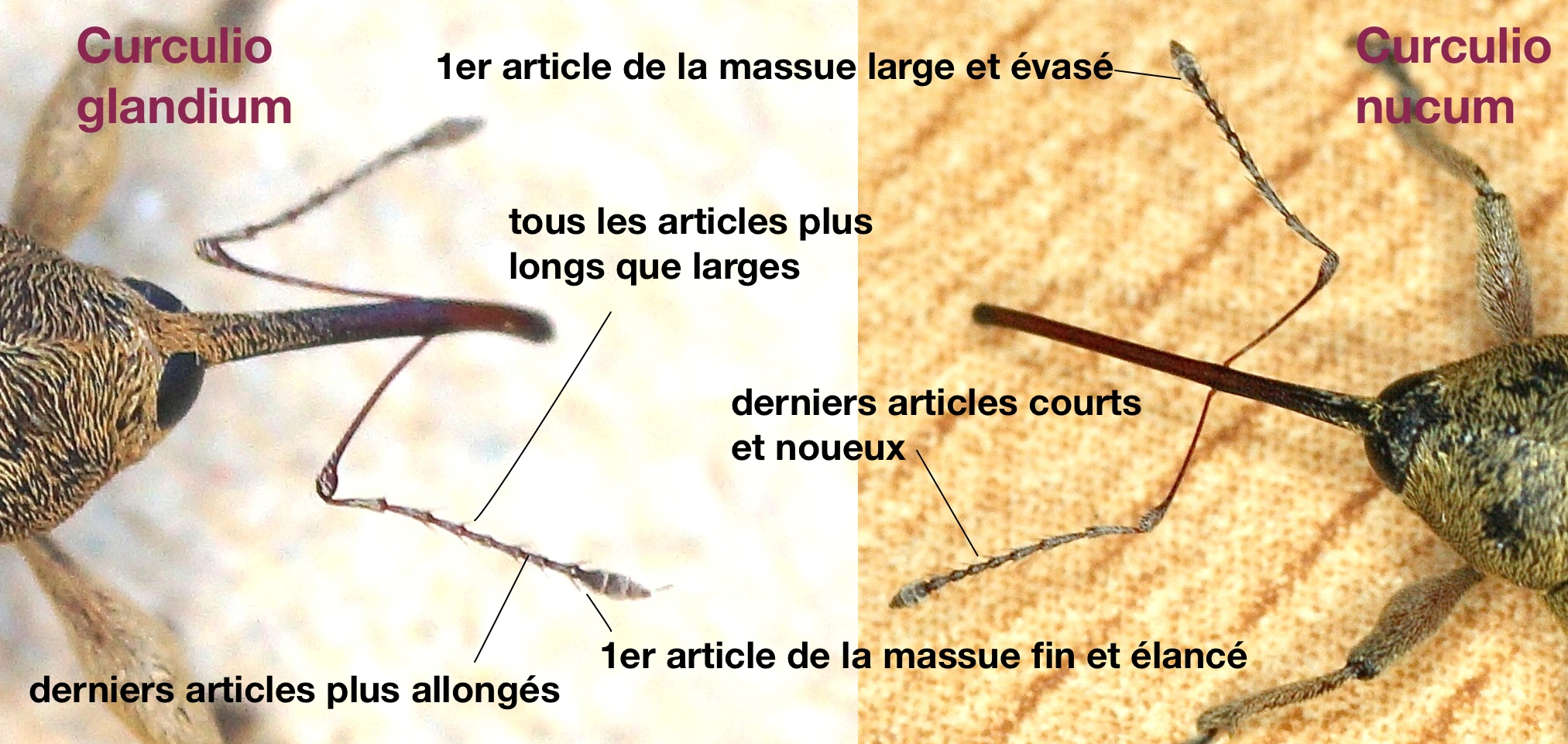 Le balanin des glands - Quel est cet animal