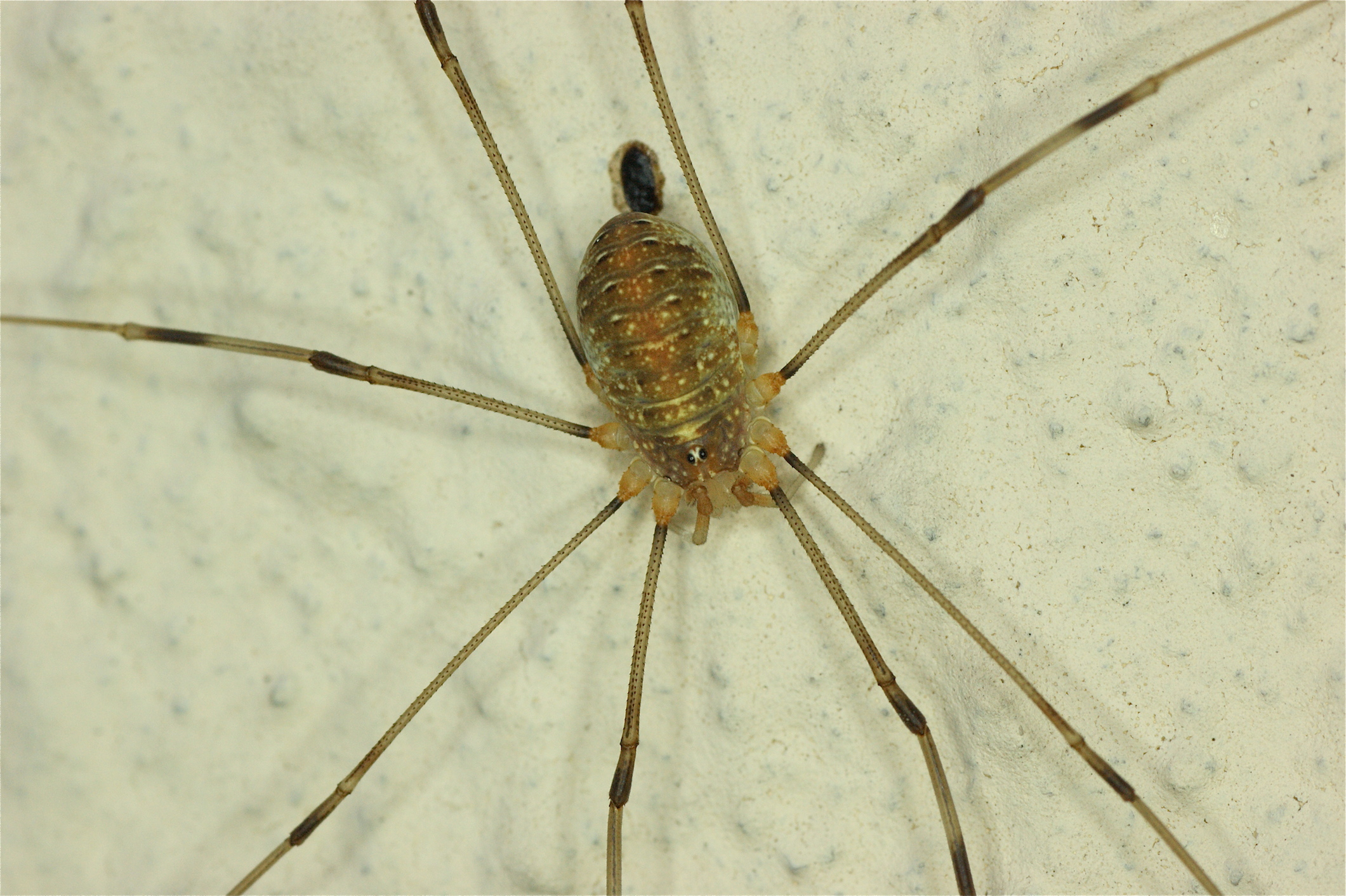 Le faucheux de Canestrini - Quel est cet animal