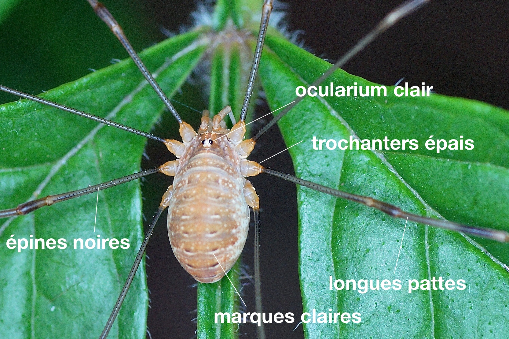 Le faucheux de Canestrini - Quel est cet animal