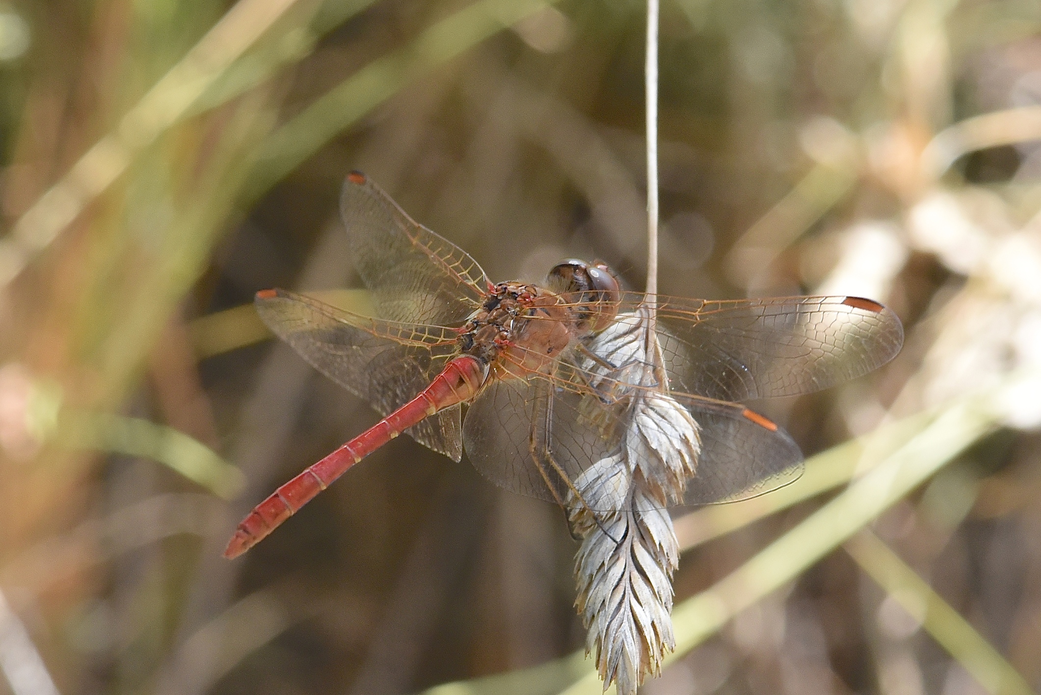 Le sympetrum méridional - Quel est cet animal
