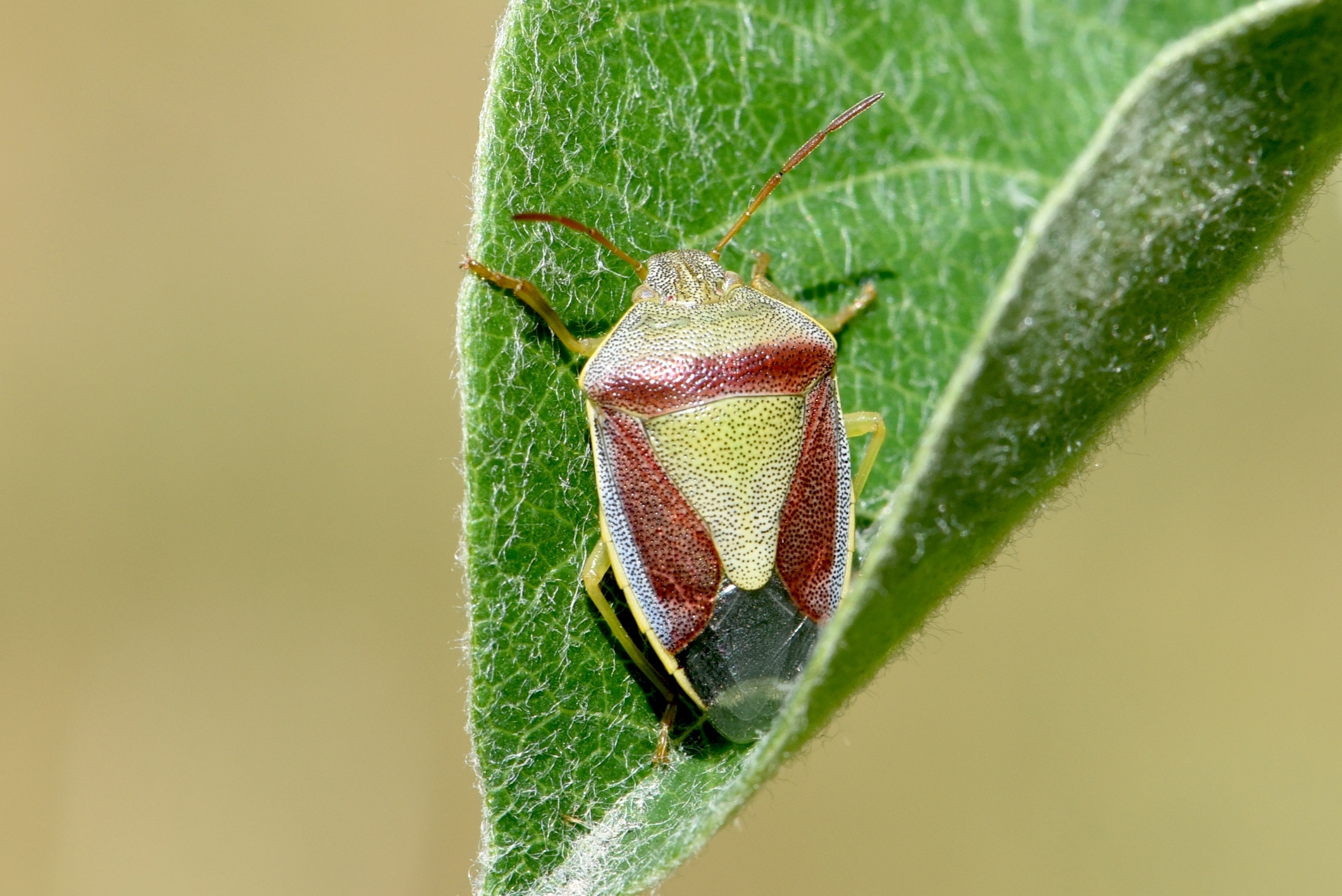 La punaise des genêts - Quel est cet animal