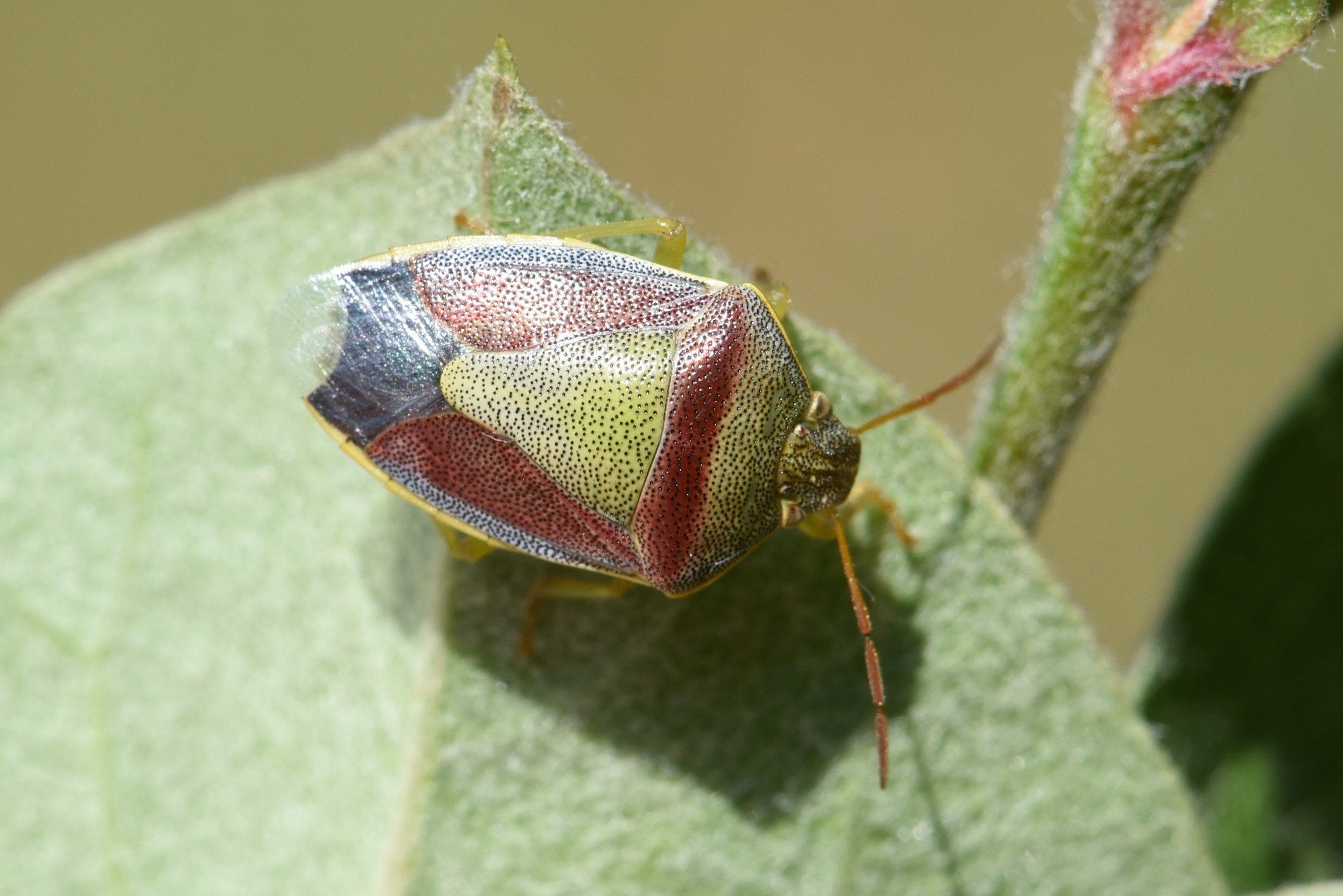 La punaise des genêts - Quel est cet animal
