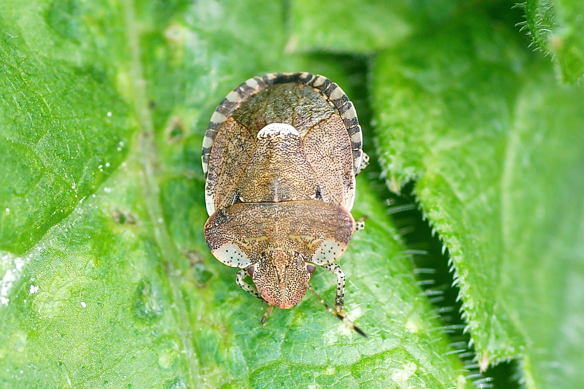 La punaise des gaillets - Quel est cet animal