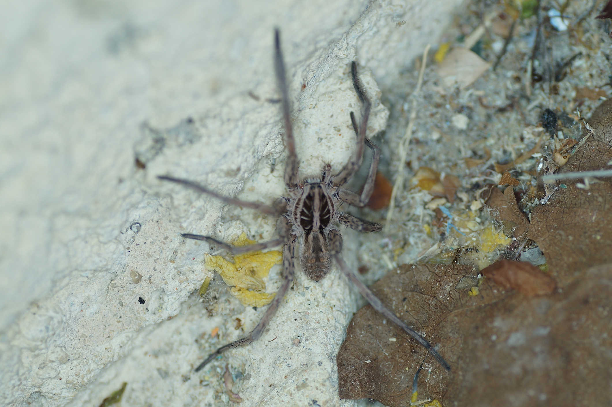 La lycose tarentuline - Quel est cet animal