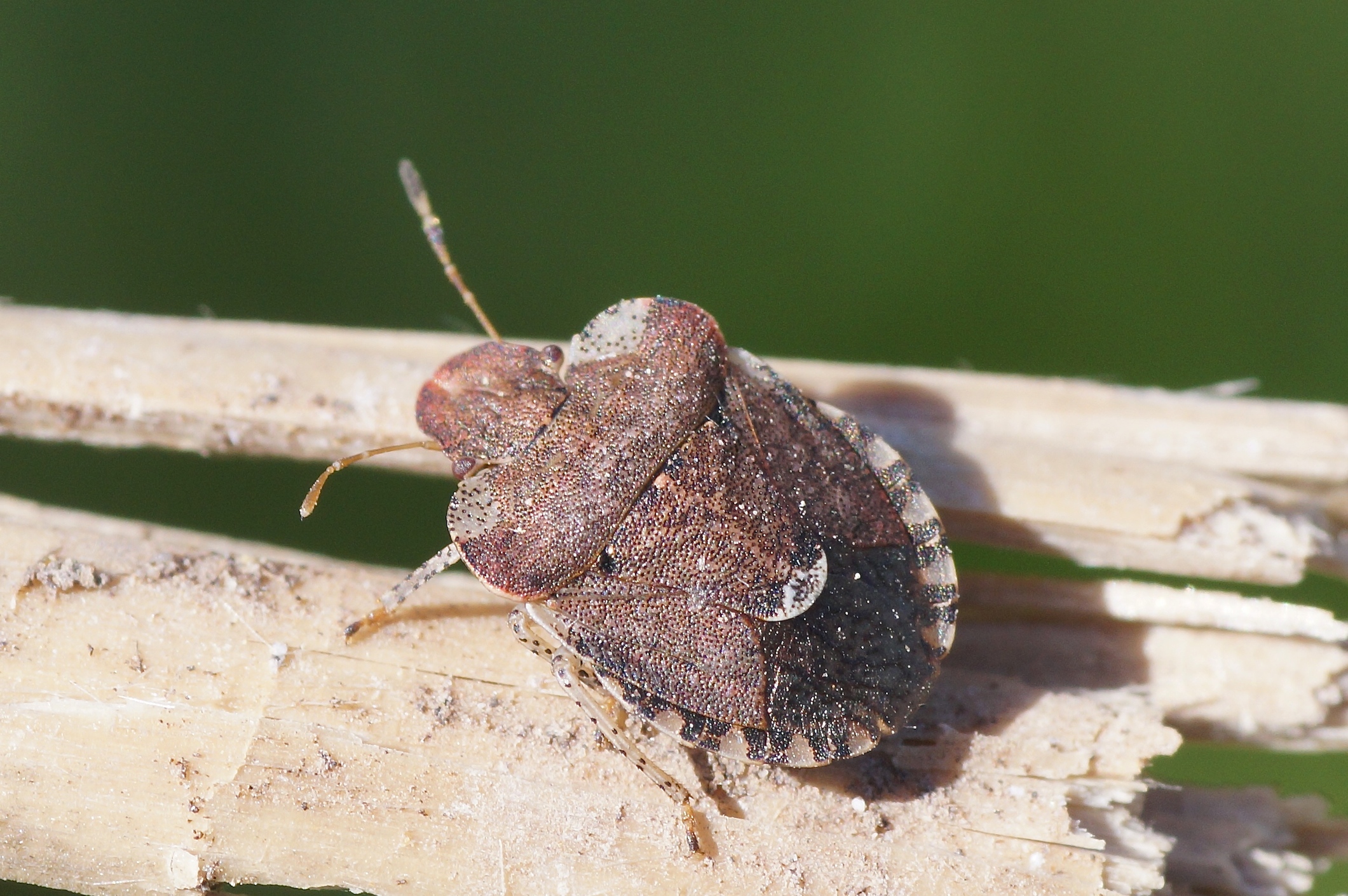 La punaise des gaillets - Quel est cet animal