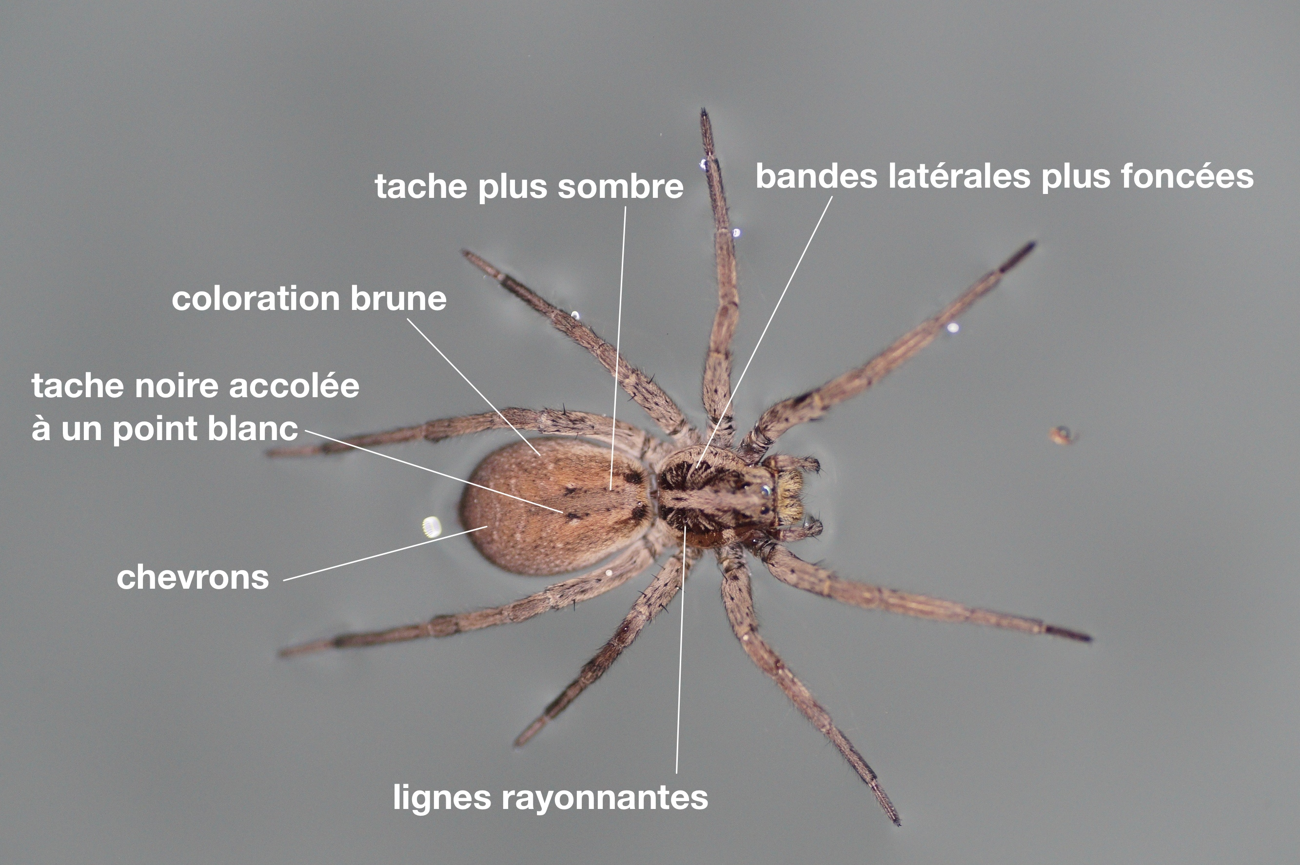 La lycose tarentuline - Quel est cet animal