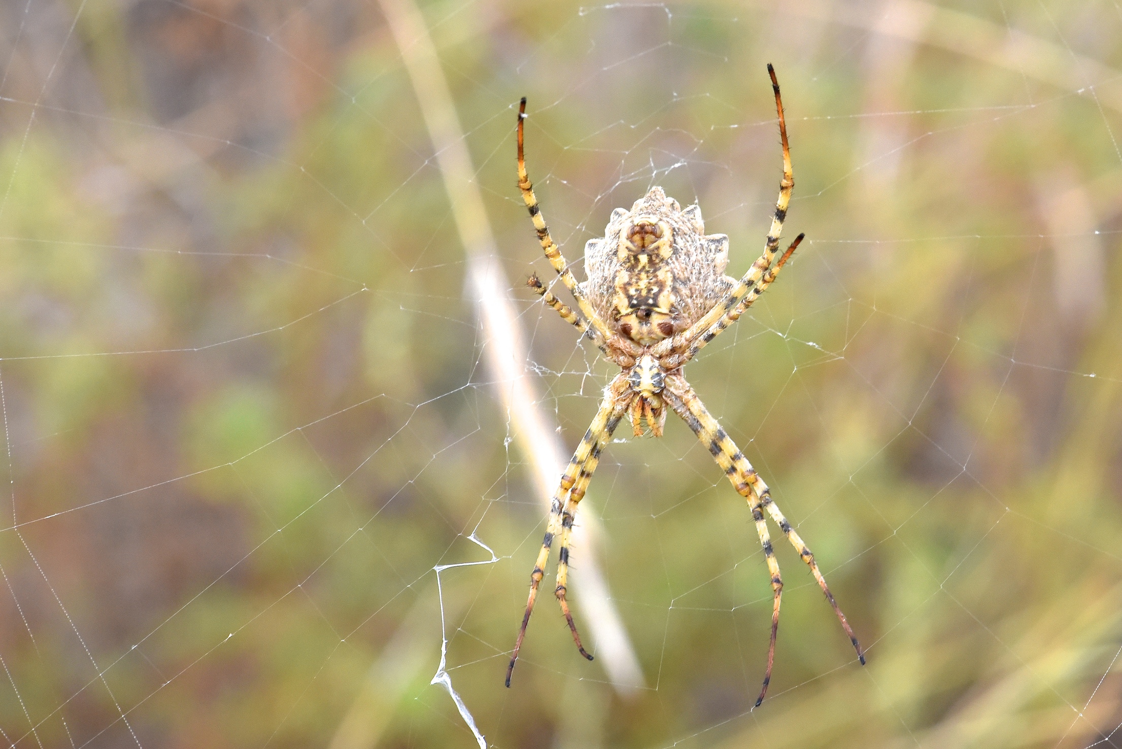 L'argiope lobée - Quel est cet animal