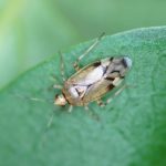 Quel est cet Animal ? Animaux de France et Aide à la détermination