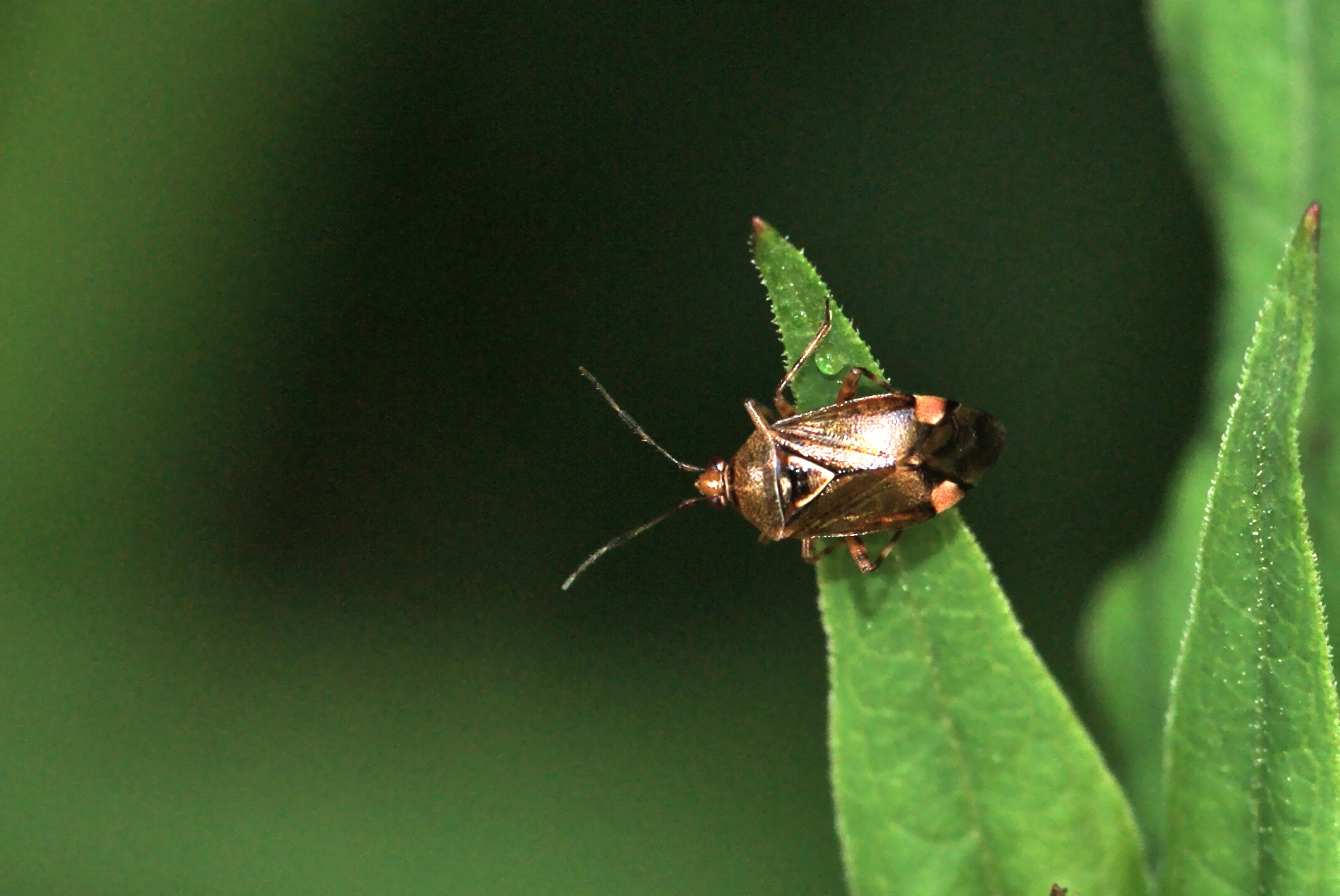 Deraeocoris flavilinea (la miride à ligne jaune) - Quel est cet animal