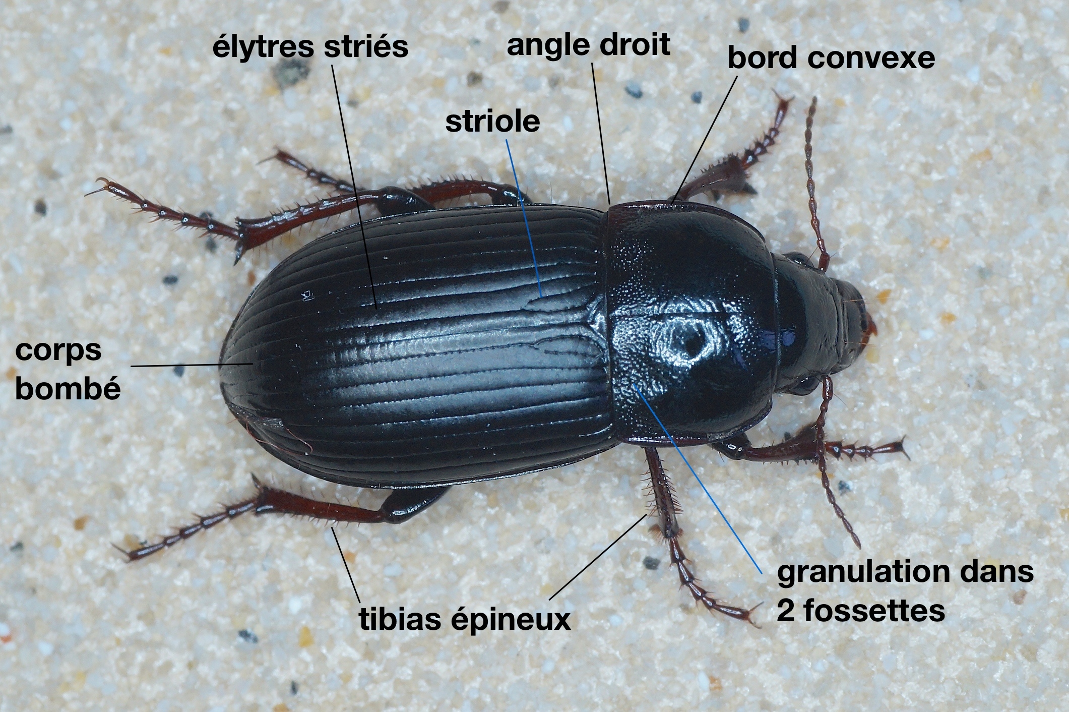 Le zabre des céréales - Quel est cet animal