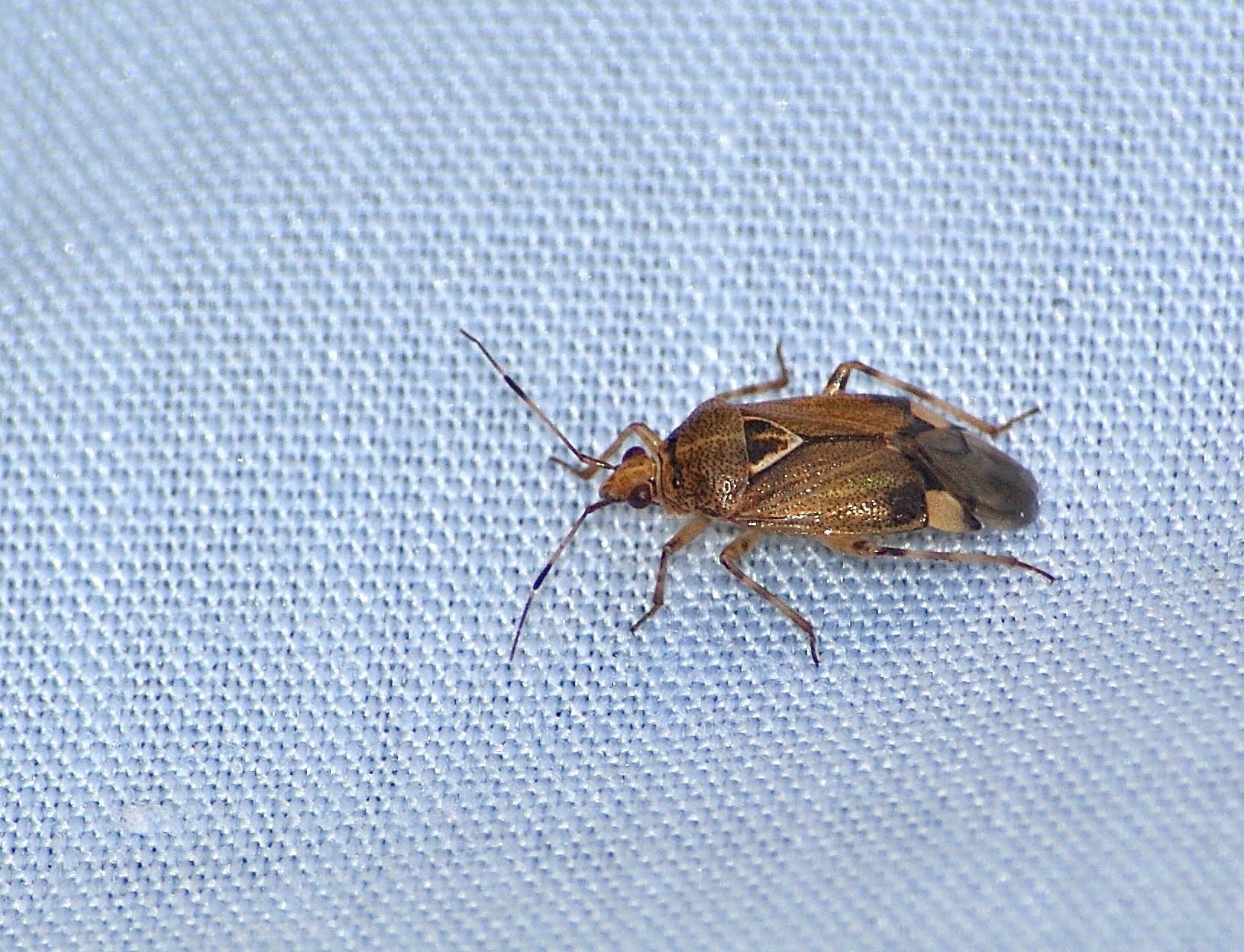 Deraeocoris flavilinea (la miride à ligne jaune) - Quel est cet animal