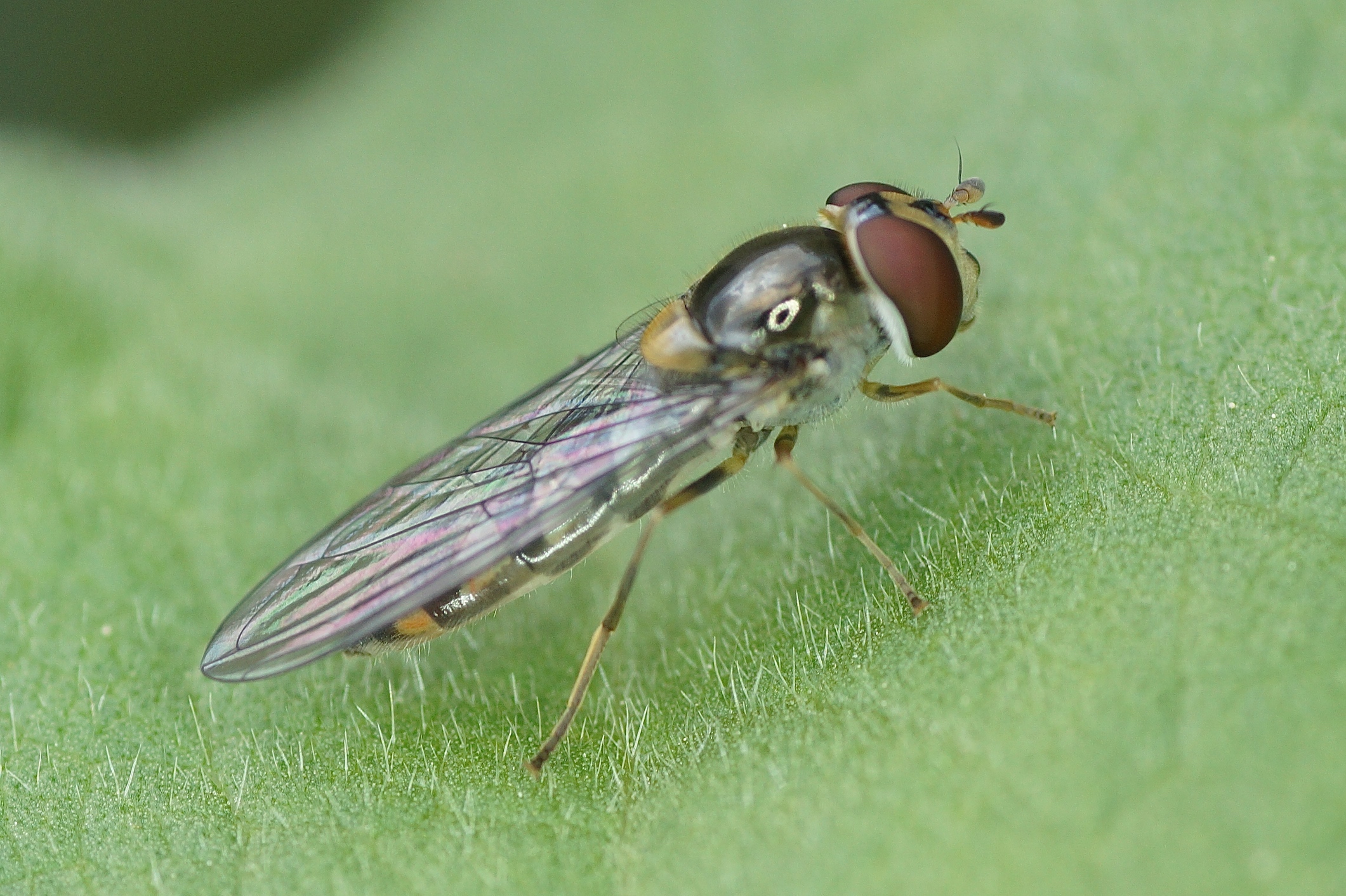Meliscaeva auricollis - Quel est cet animal