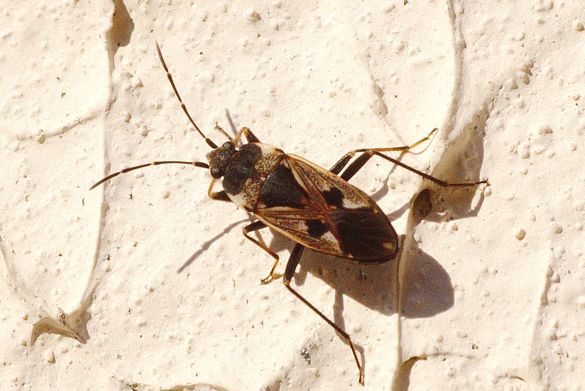 Rhyparochromus vulgaris (la punaise commune) - Quel est cet animal