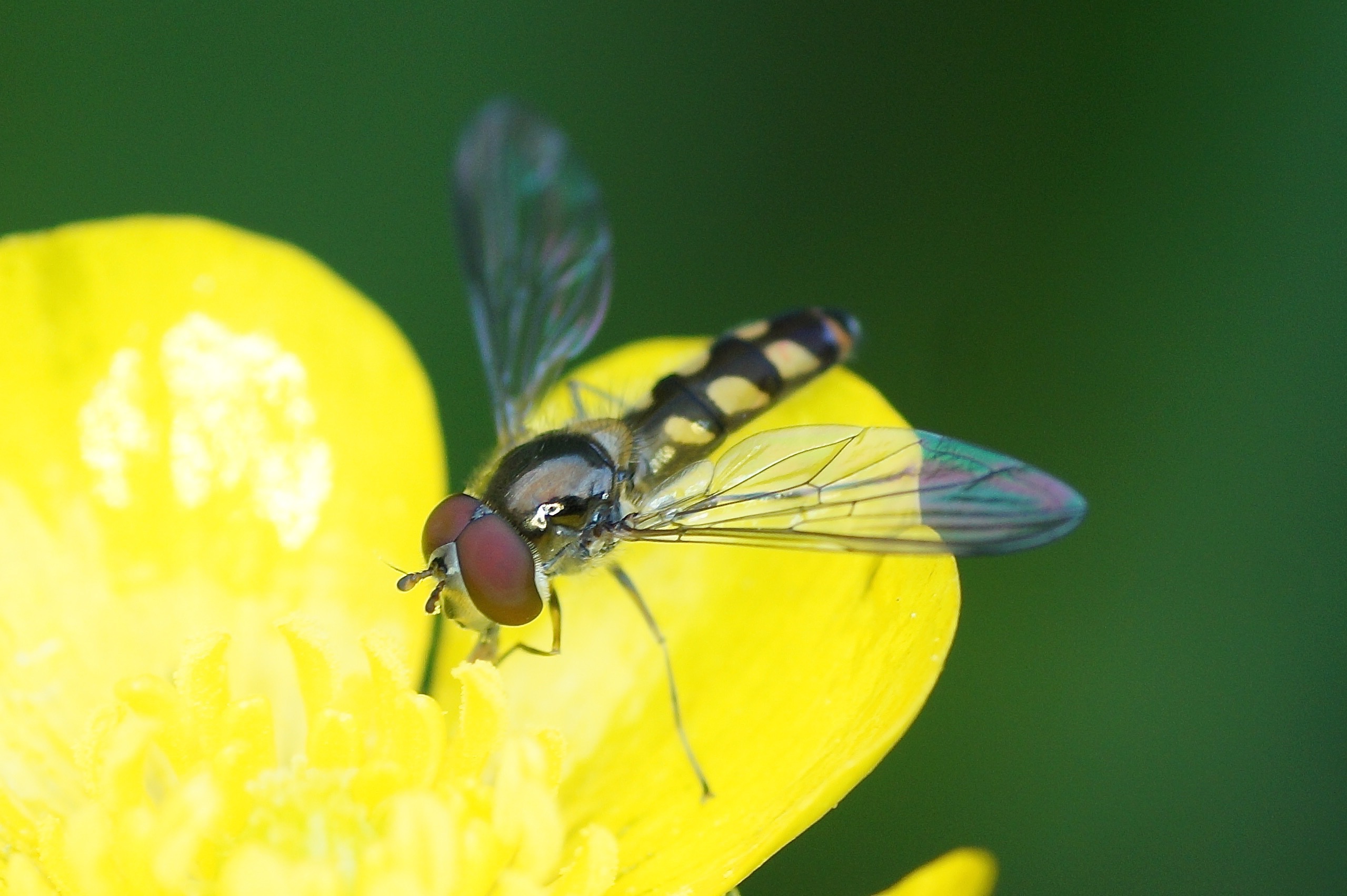 Meliscaeva auricollis - Quel est cet animal
