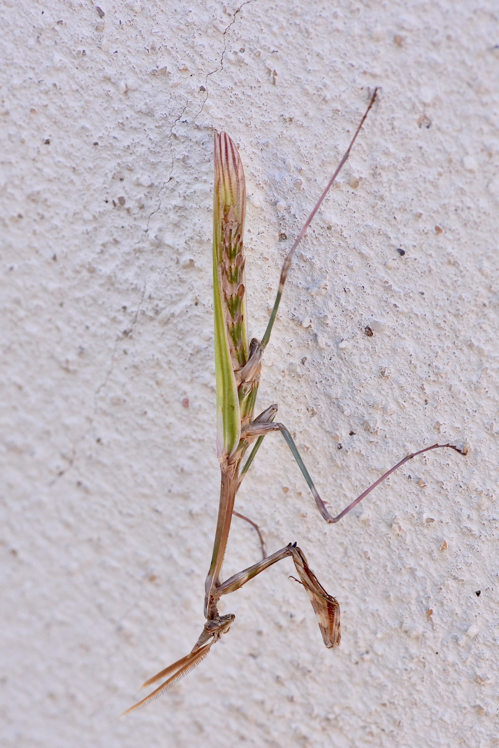 L'empuse - Quel est cet animal