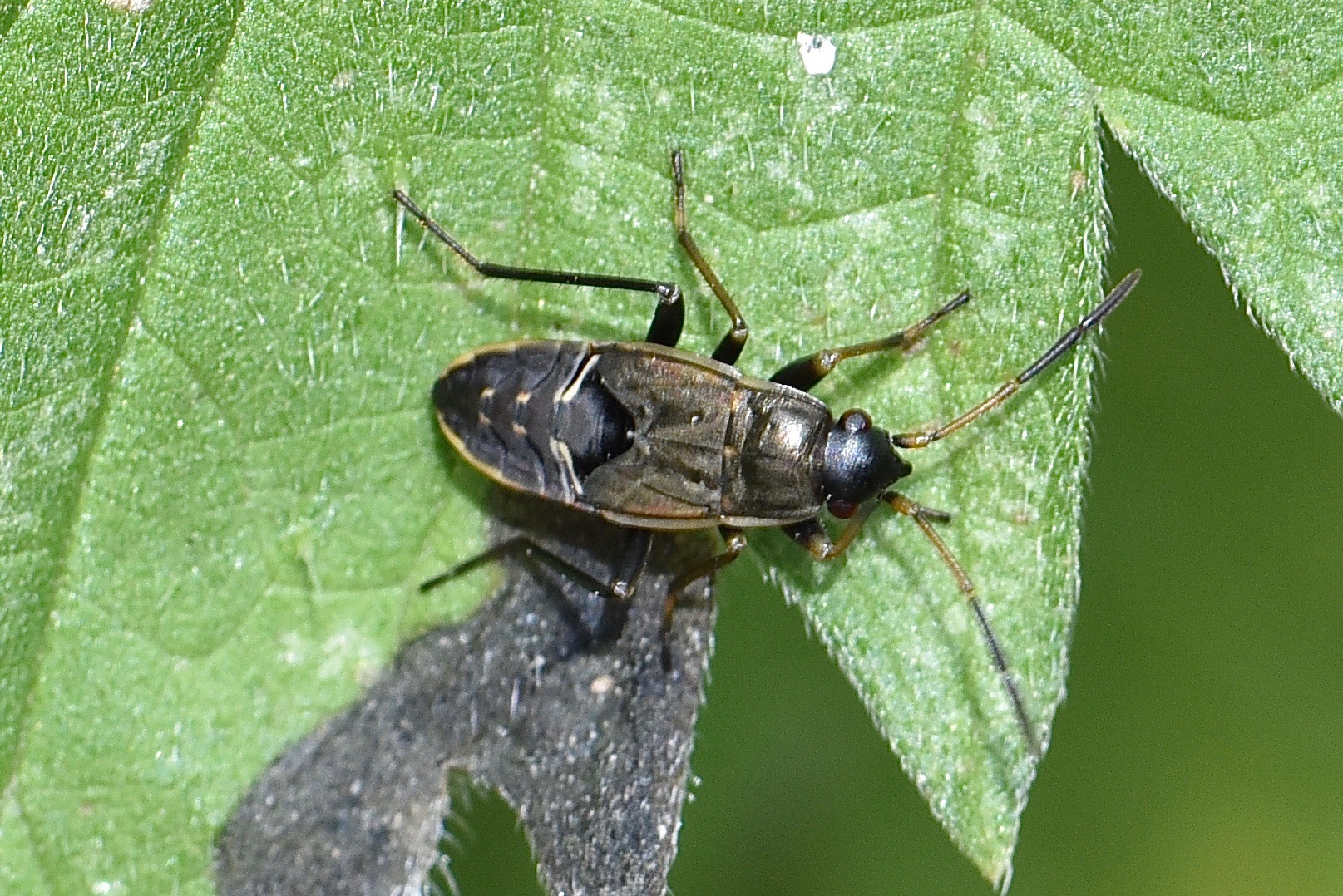 Rhyparochromus vulgaris (la punaise commune) - Quel est cet animal