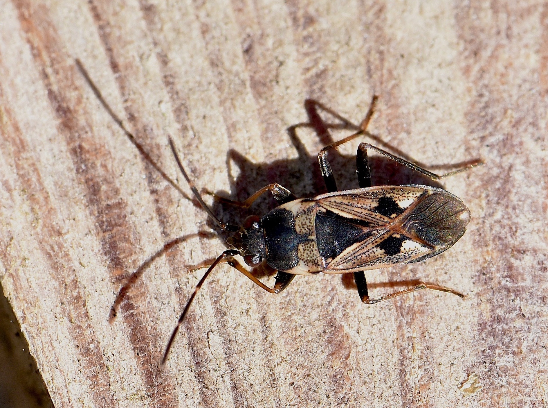 Rhyparochromus vulgaris (la punaise commune) - Quel est cet animal