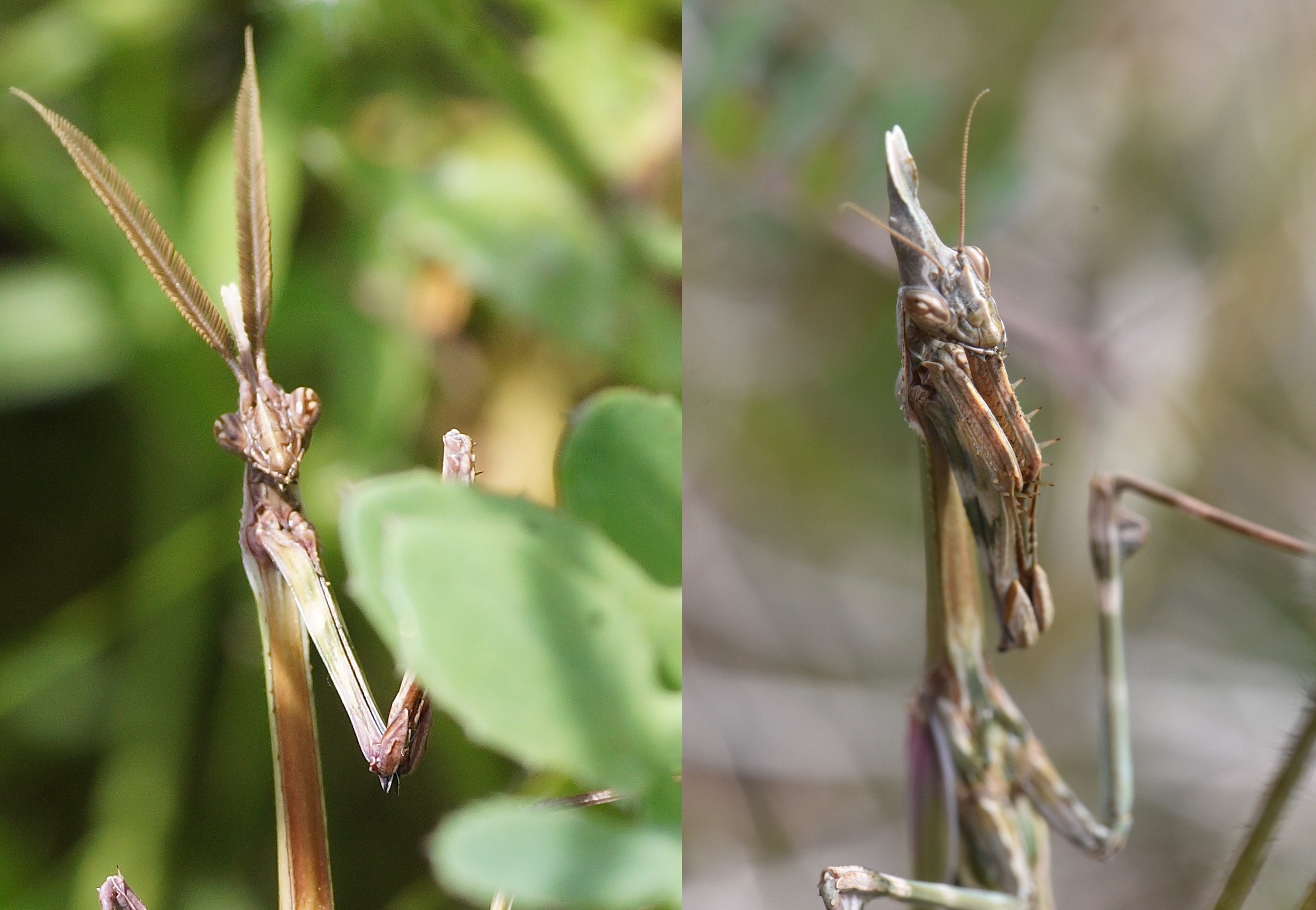 L'empuse - Quel est cet animal
