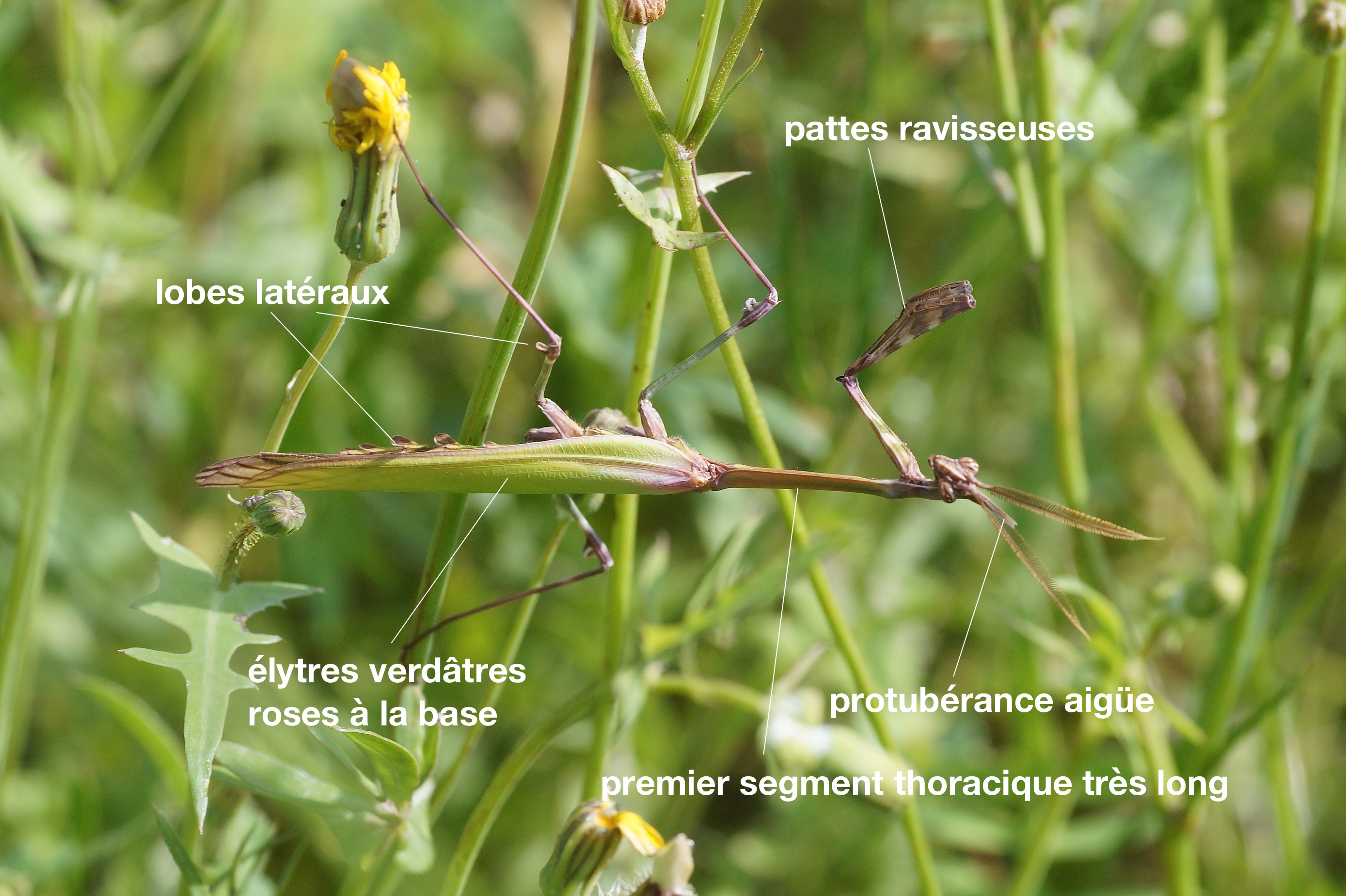 L'empuse - Quel est cet animal