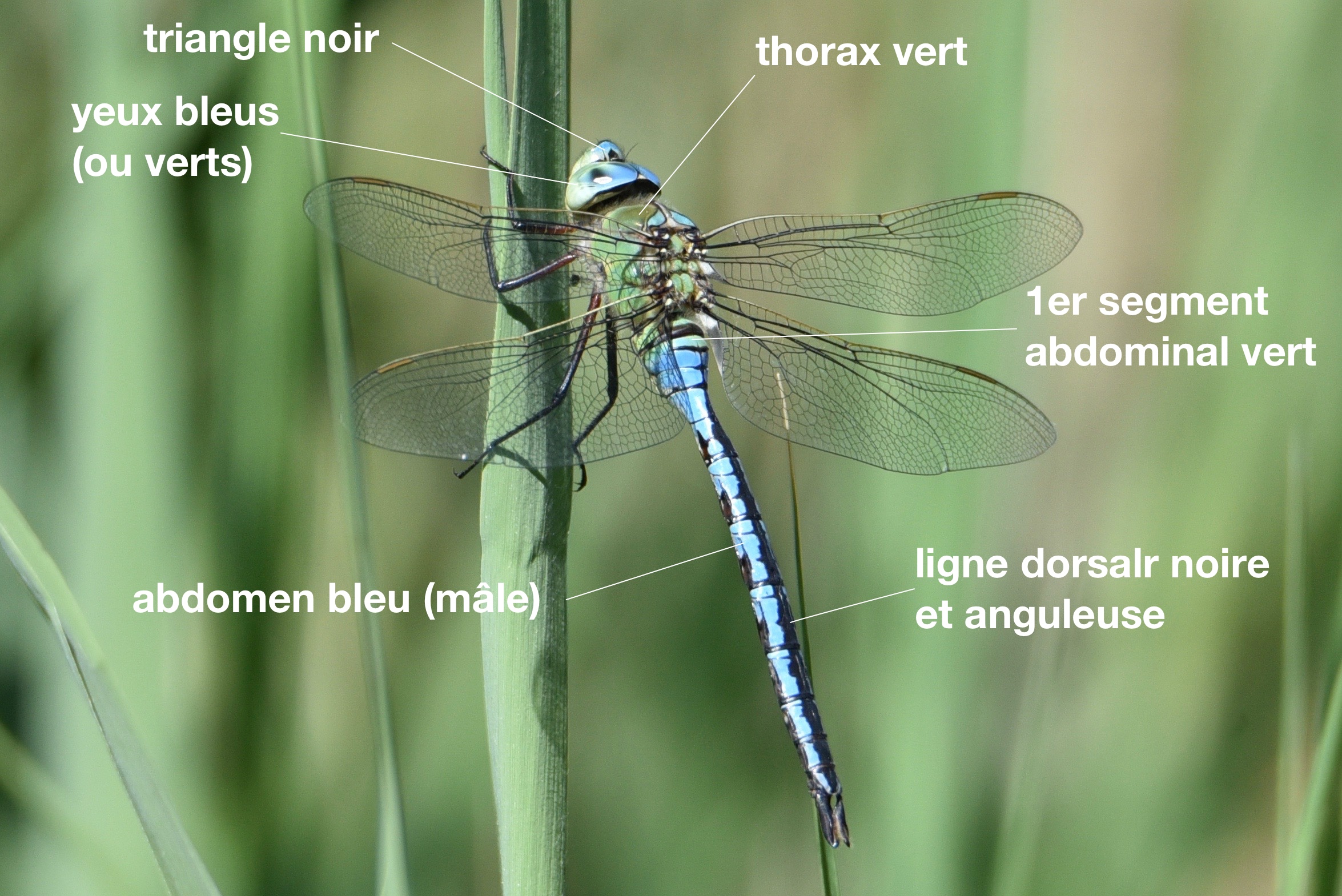 L'anax empereur - Quel est cet animal