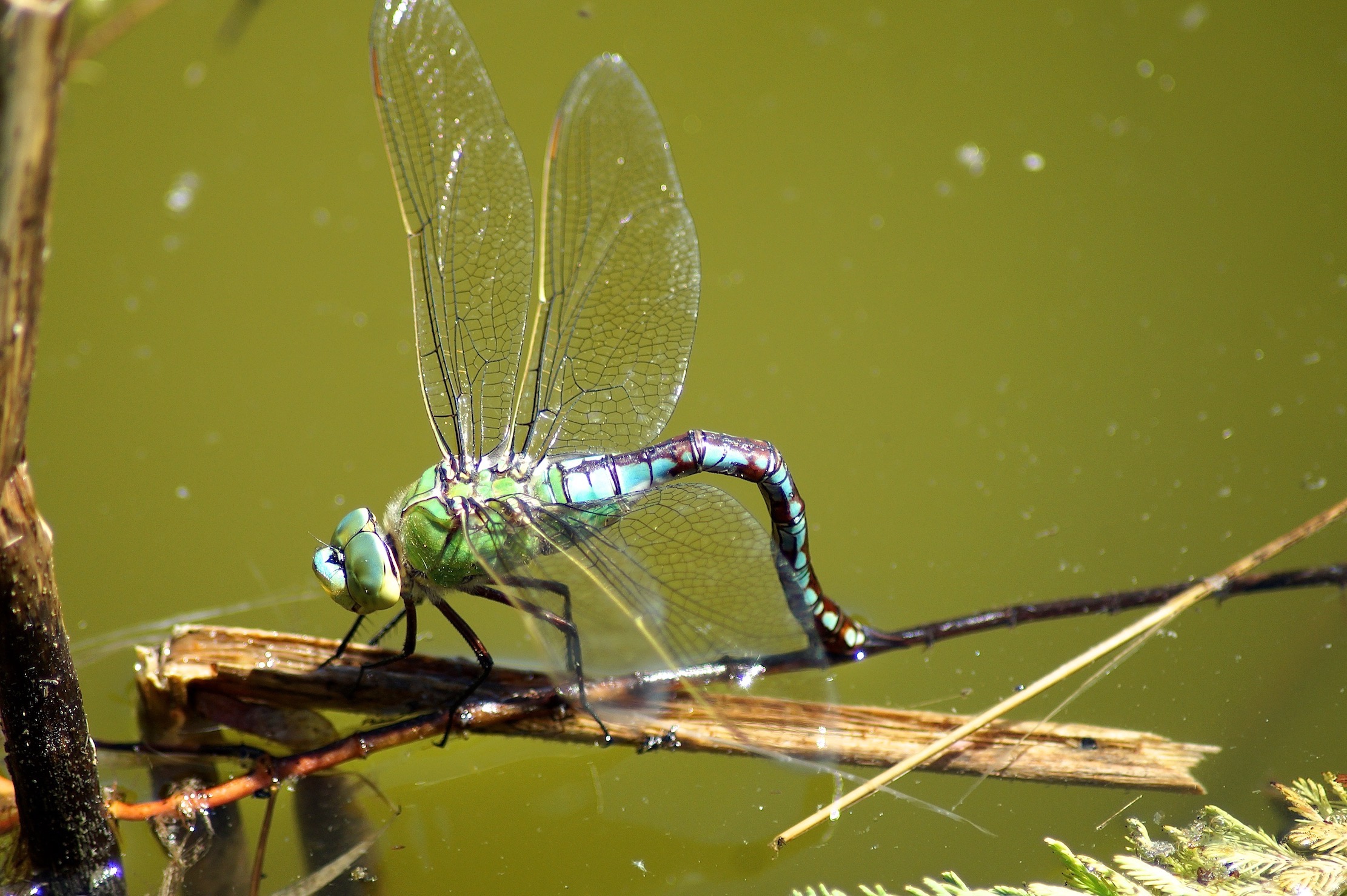 L'anax empereur - Quel est cet animal