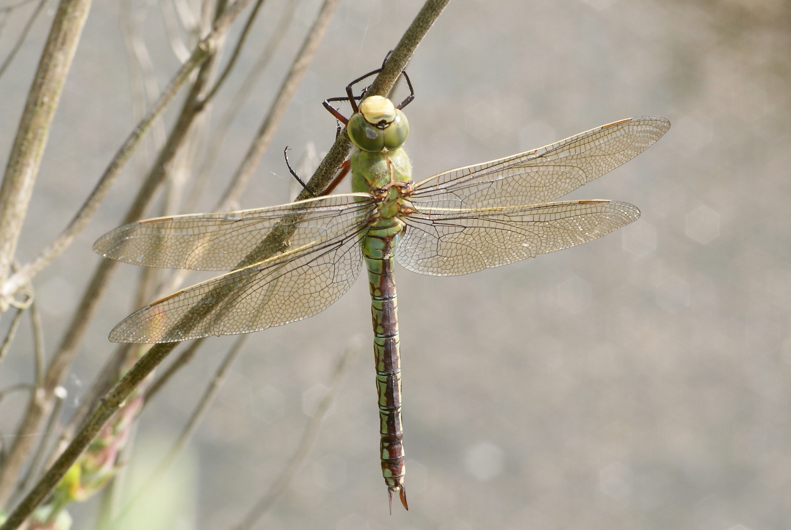 L'anax empereur - Quel est cet animal