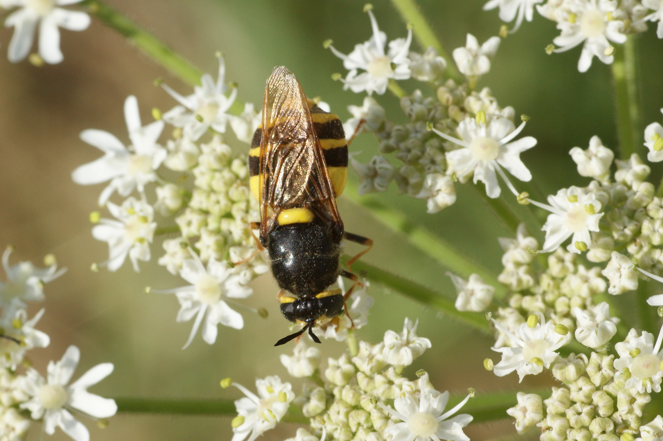 Stratiomys potamida (le général rayé) - Quel est cet animal