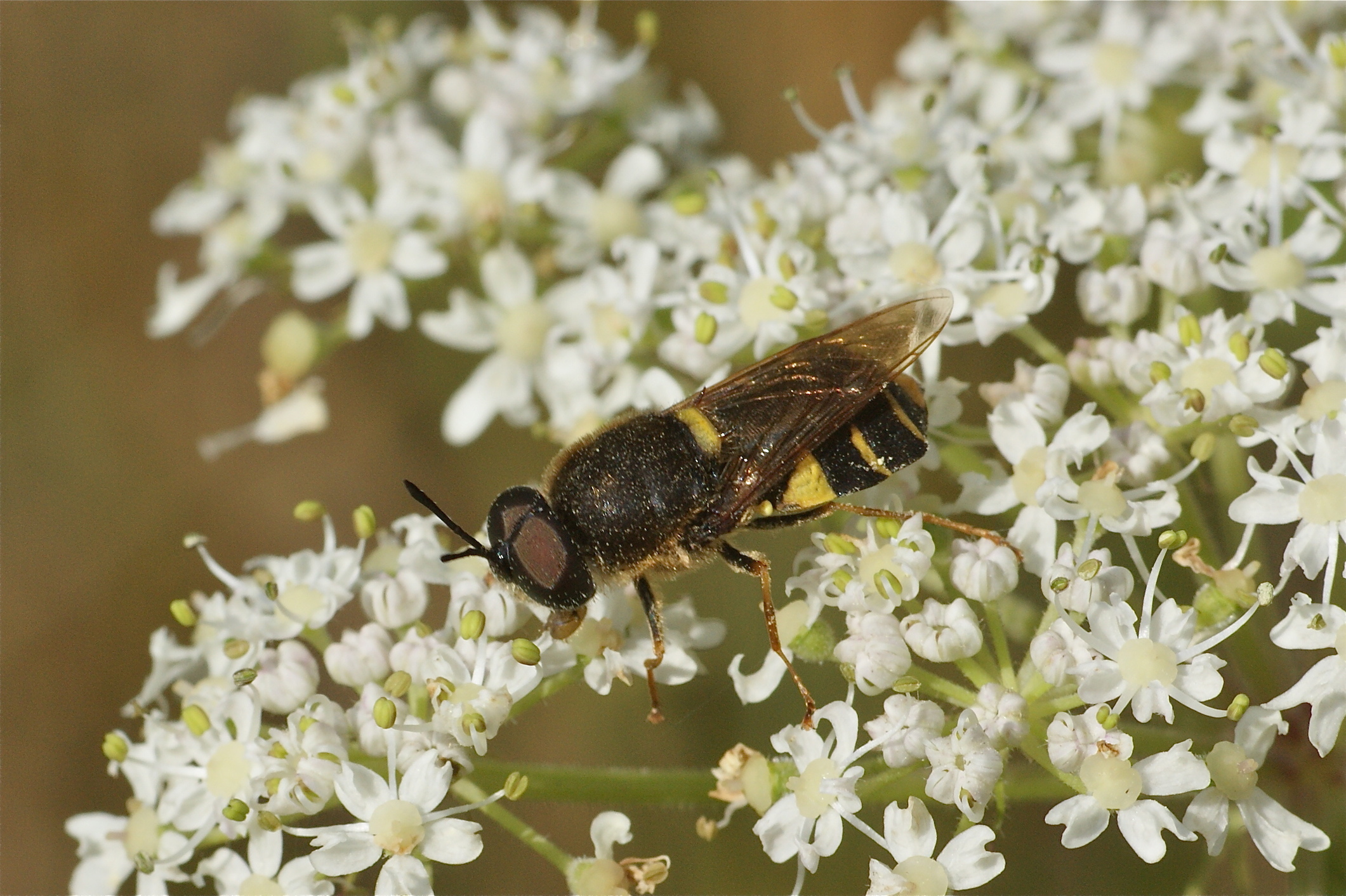 Stratiomys potamida (le général rayé) - Quel est cet animal