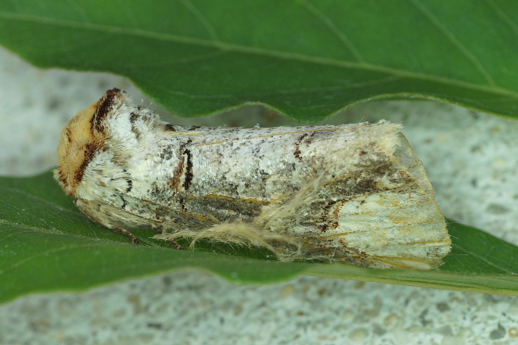 Le bucéphale - Quel est cet animal