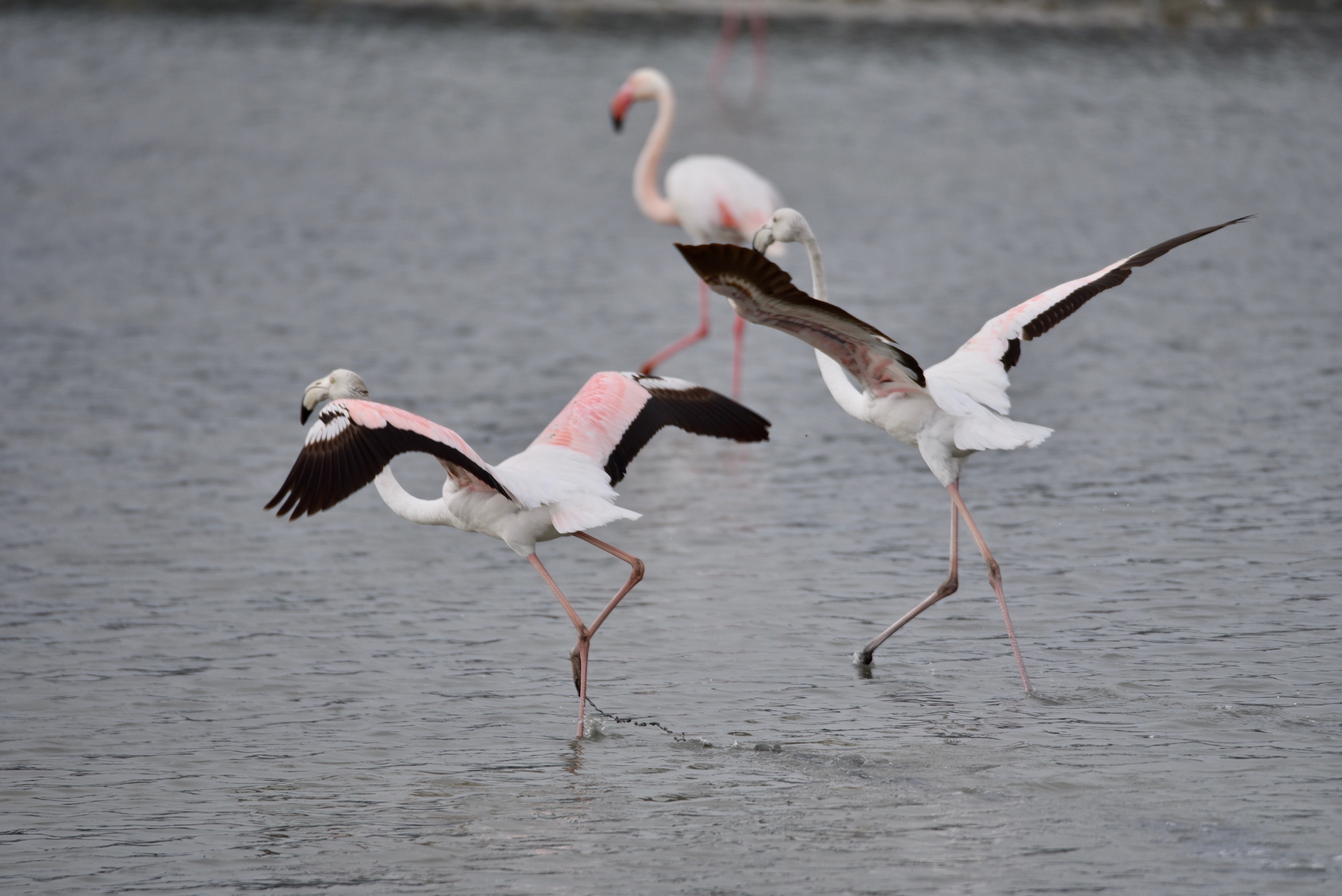 Le flamant rose - Quel est cet animal