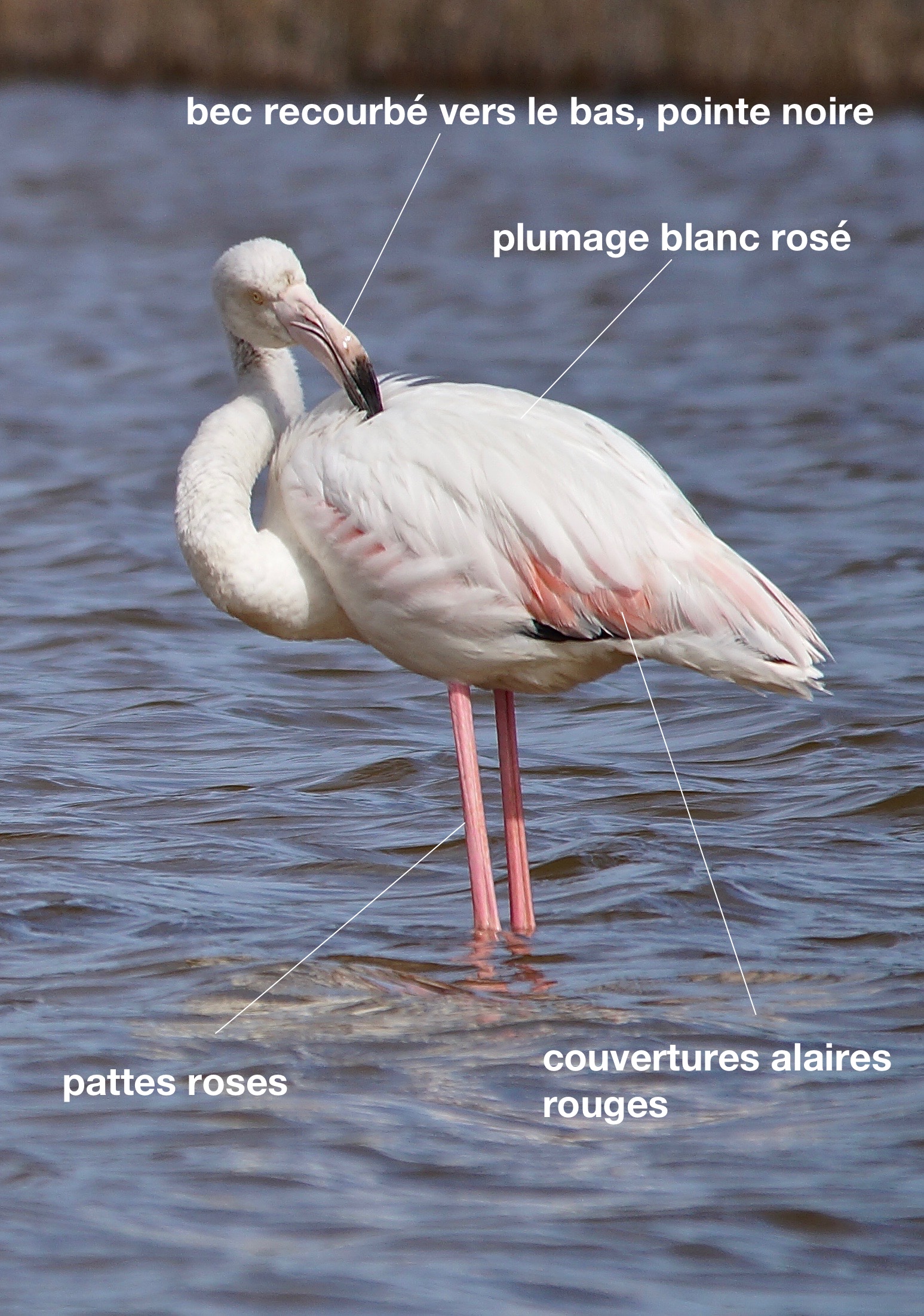 Le flamant rose - Quel est cet animal