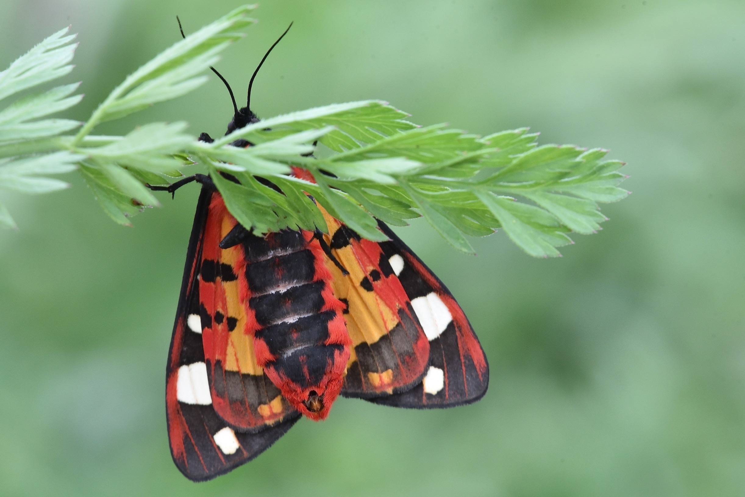 L'écaille villageoise - Quel est cet animal