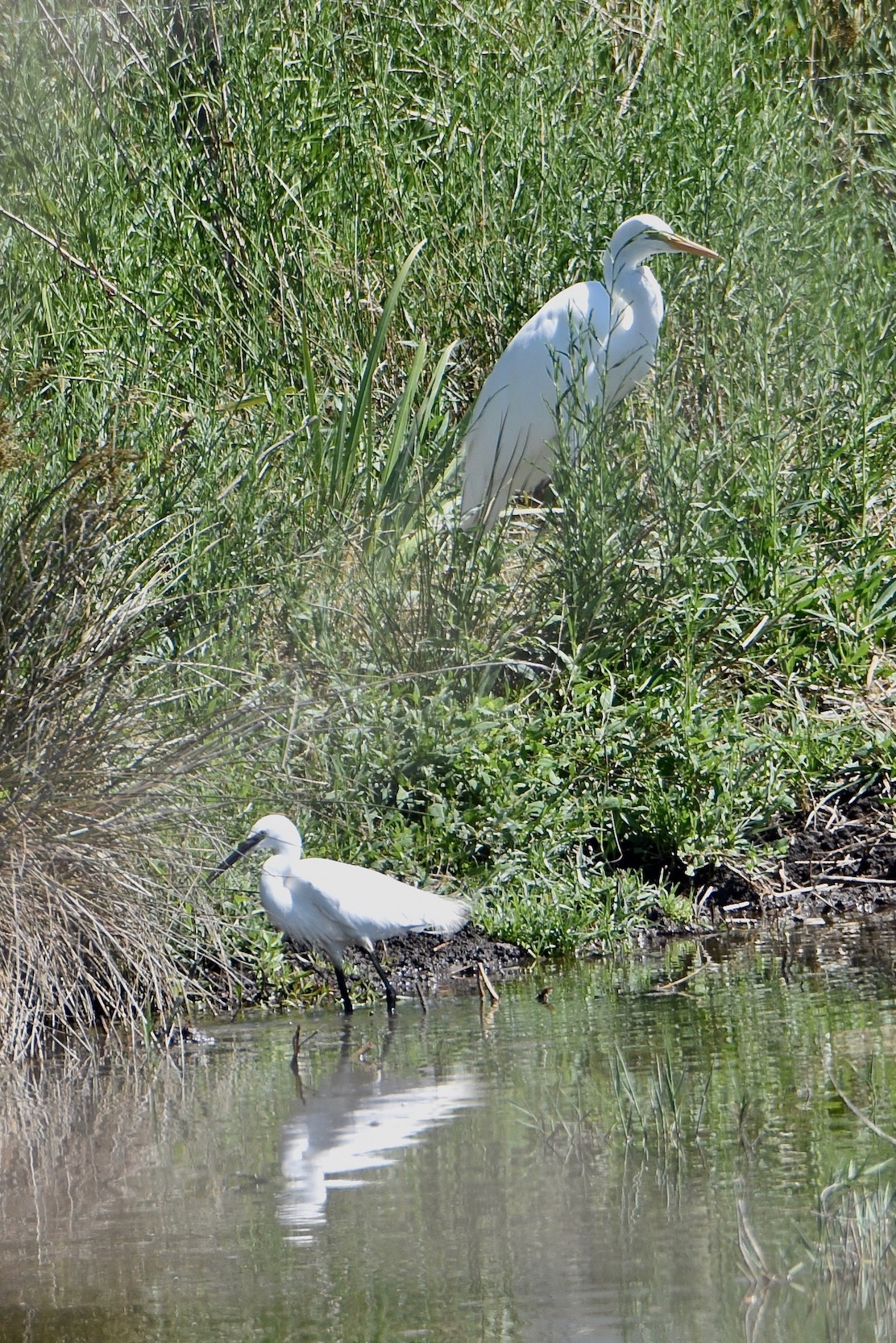 La grande aigrette - Quel est cet animal