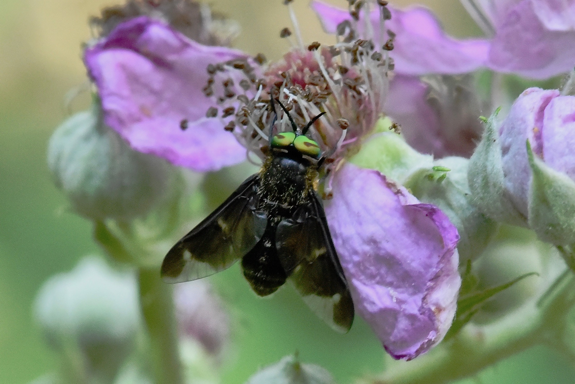 Le petit taon aveuglant - Quel est cet animal