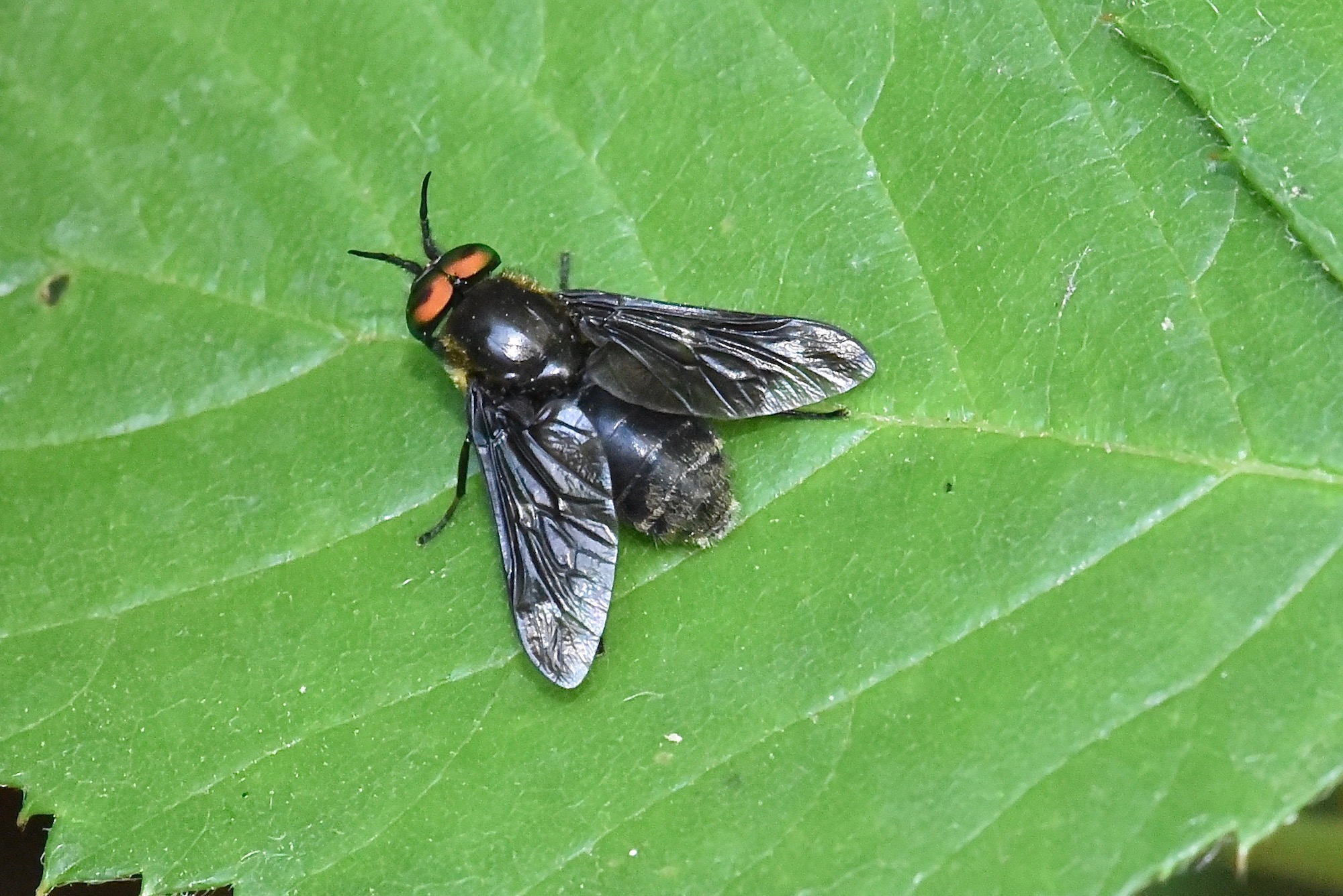 Le petit taon aveuglant - Quel est cet animal