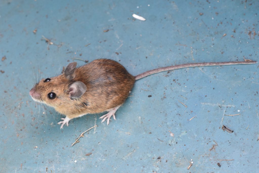 Le mulot sylvestre - Mammifères Rongeurs et Lagomorphes - Quel est cet ...