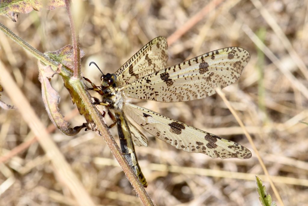 Le grand fourmilion - Autres Insectes - Quel est cet animal