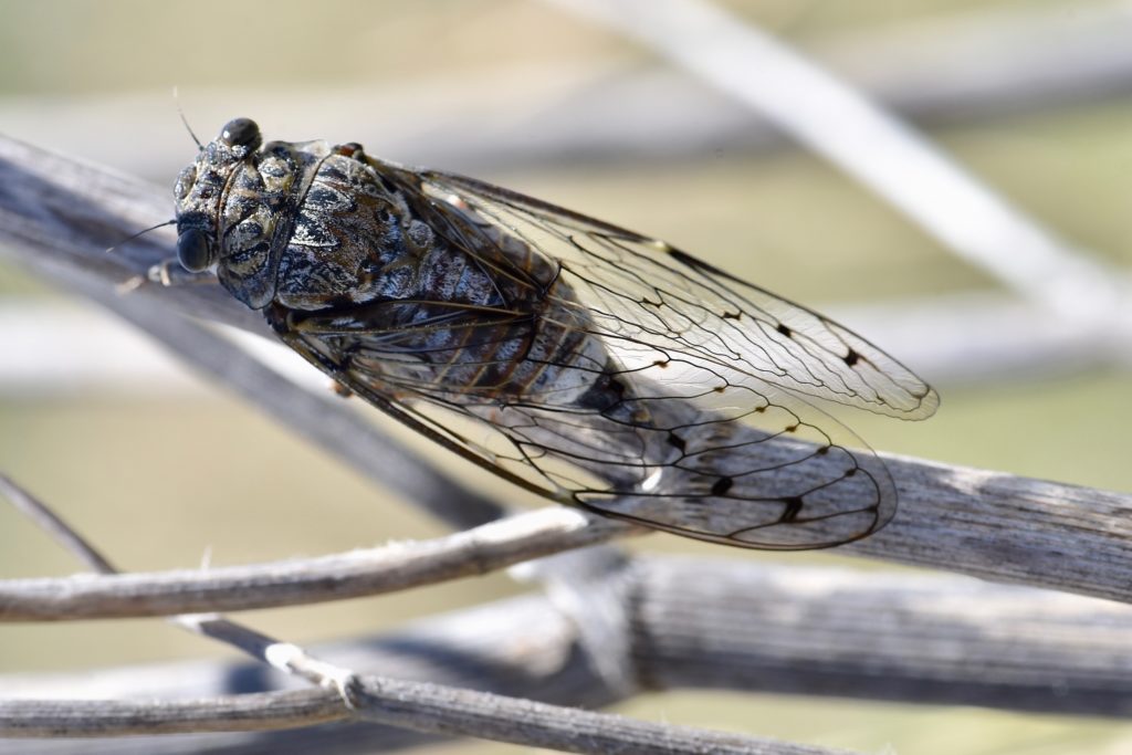La cigale grise - Hémiptères - Quel est cet animal
